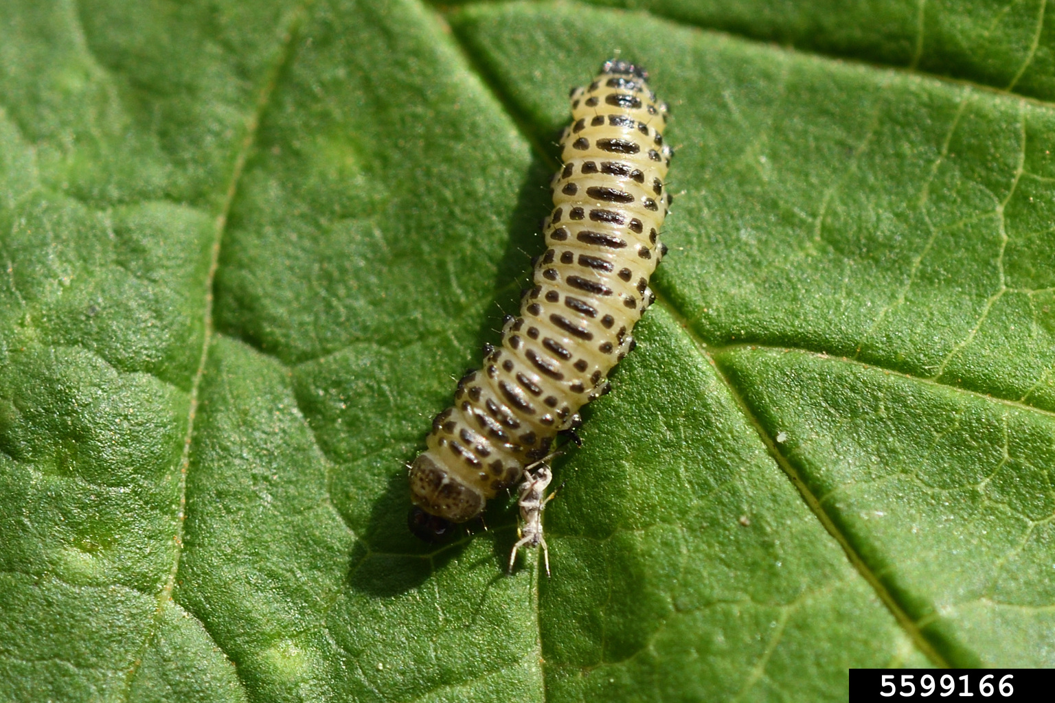 viburnum leaf beetle (Pyrrhalta viburni)