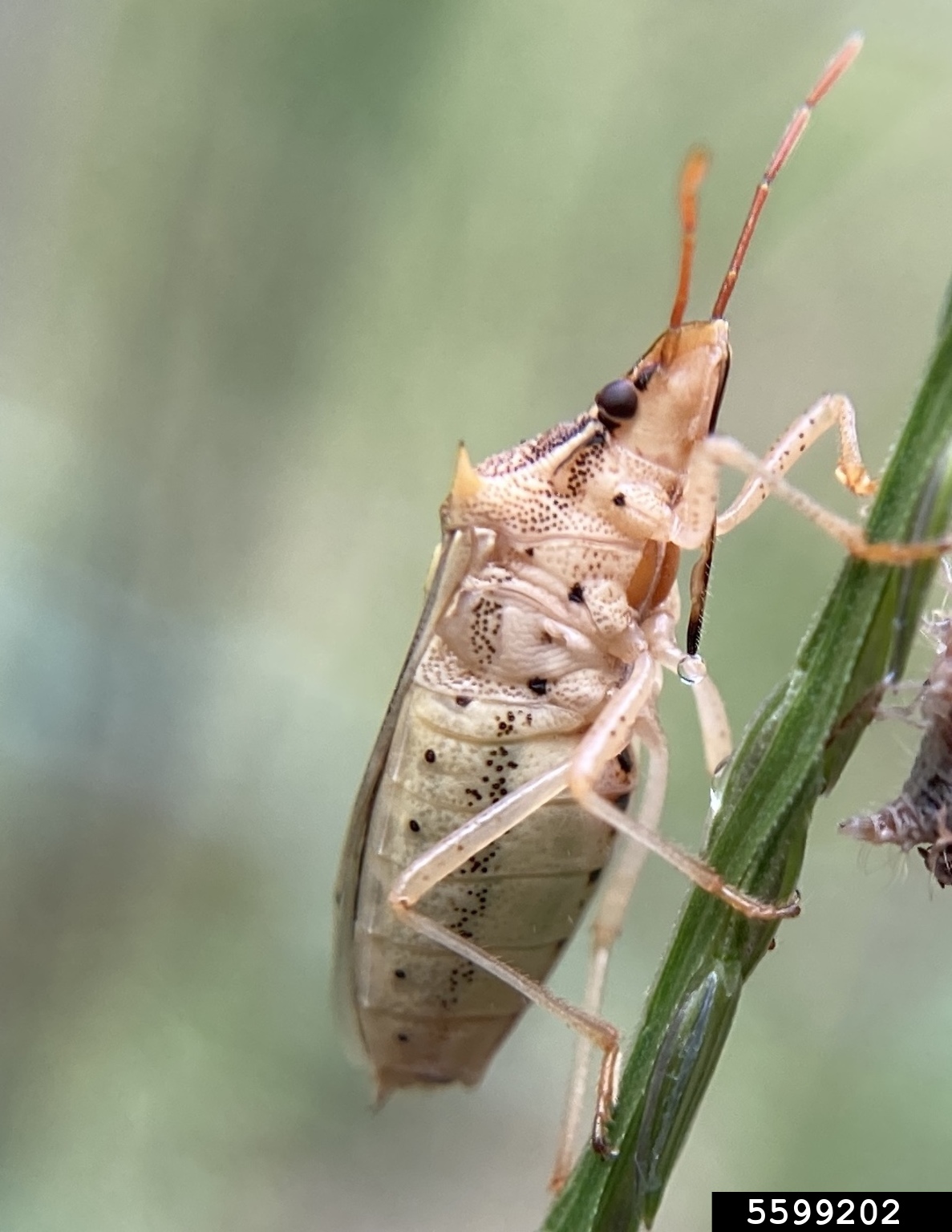 rice stink bug (Oebalus pugnax)