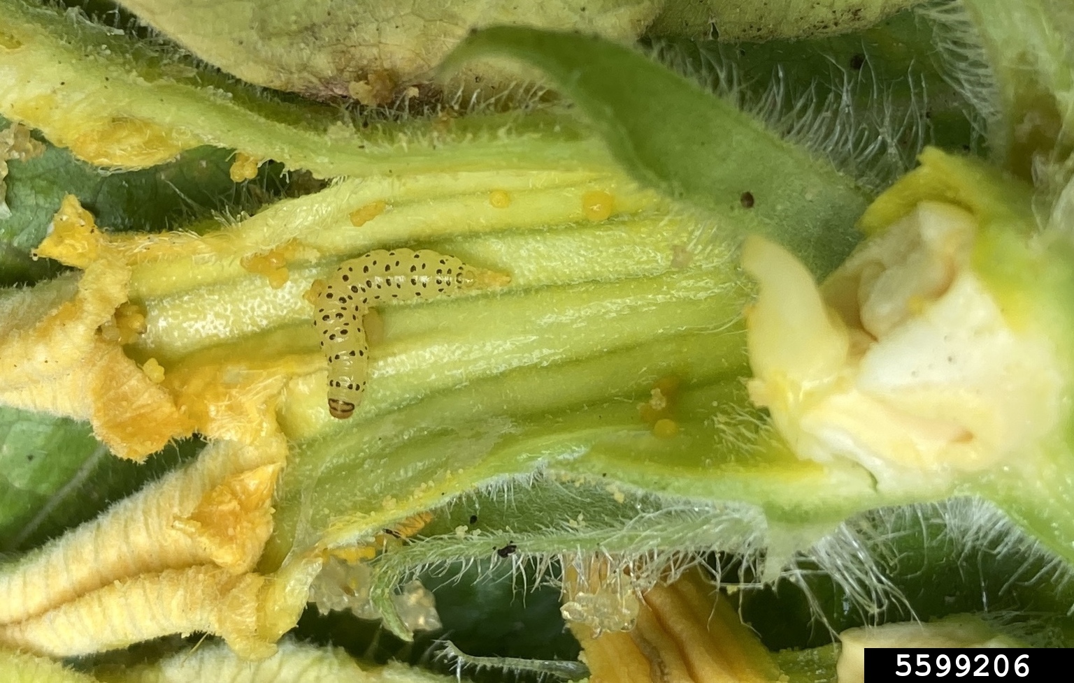 pickleworm (Diaphania nitidalis)