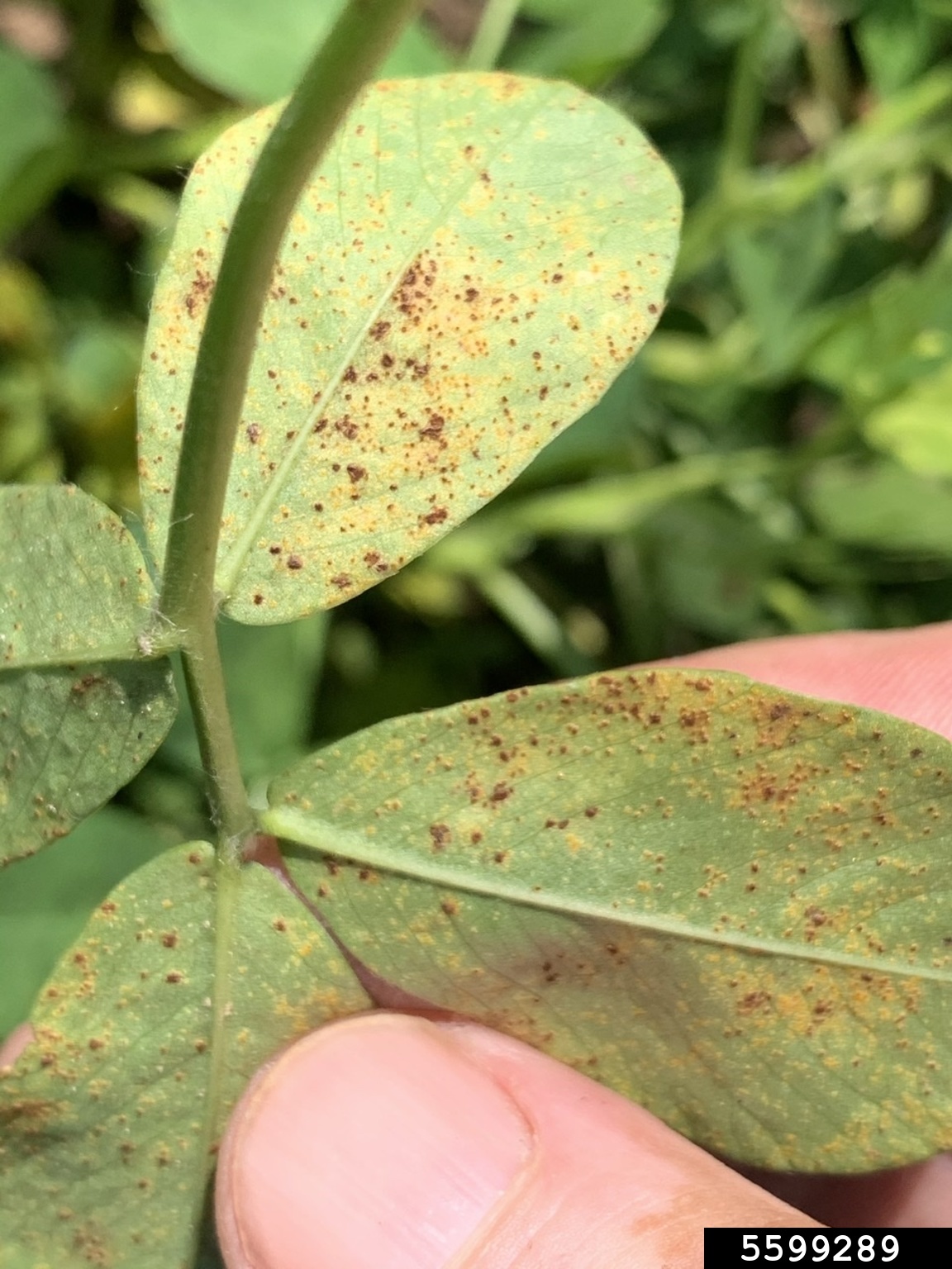 peanut rust (Puccinia arachidis)