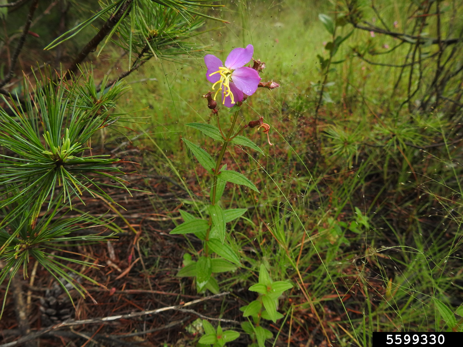 meadowbeauty (Rhexia virginica L.)