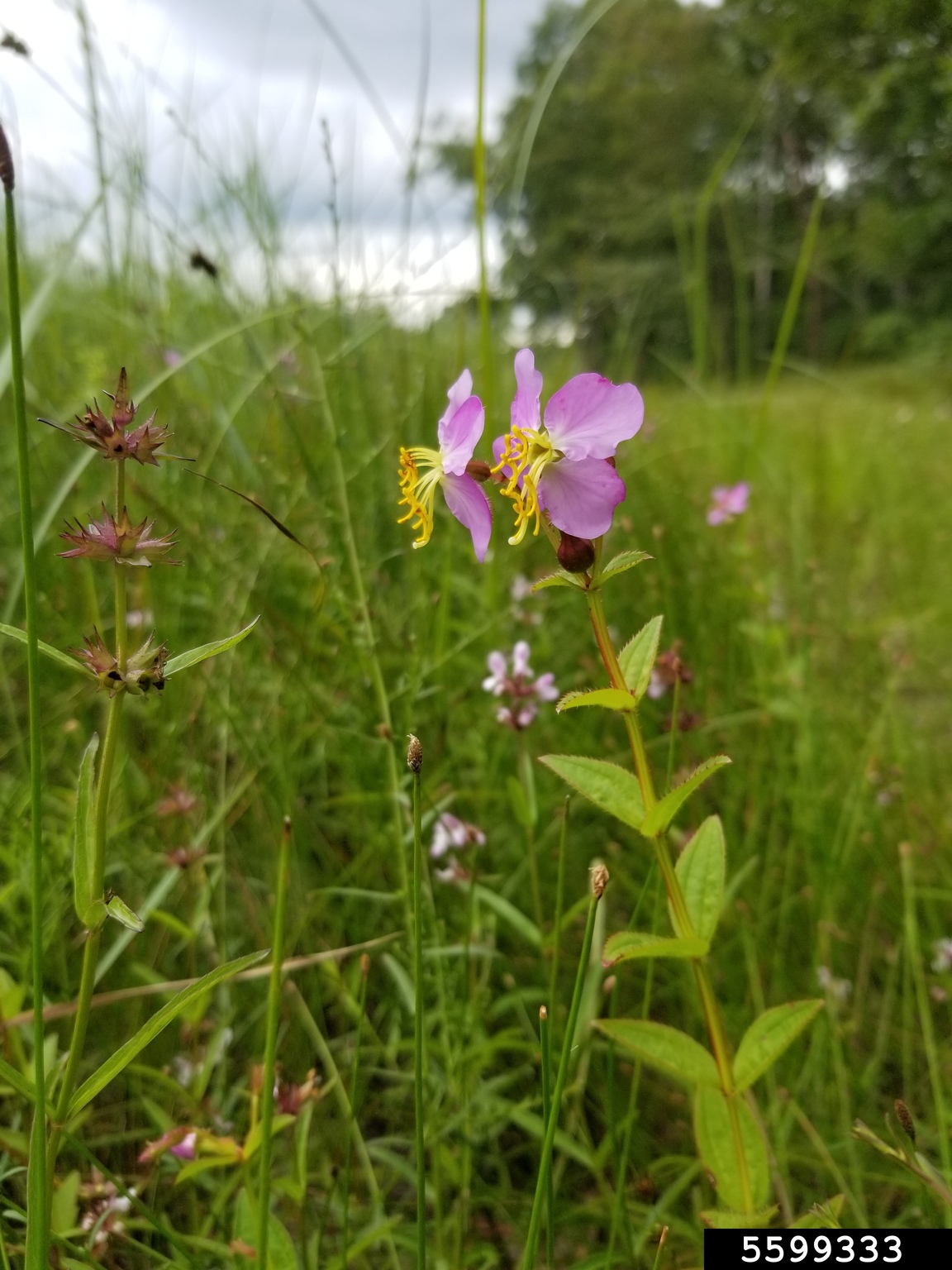 meadowbeauty (Rhexia virginica L.)