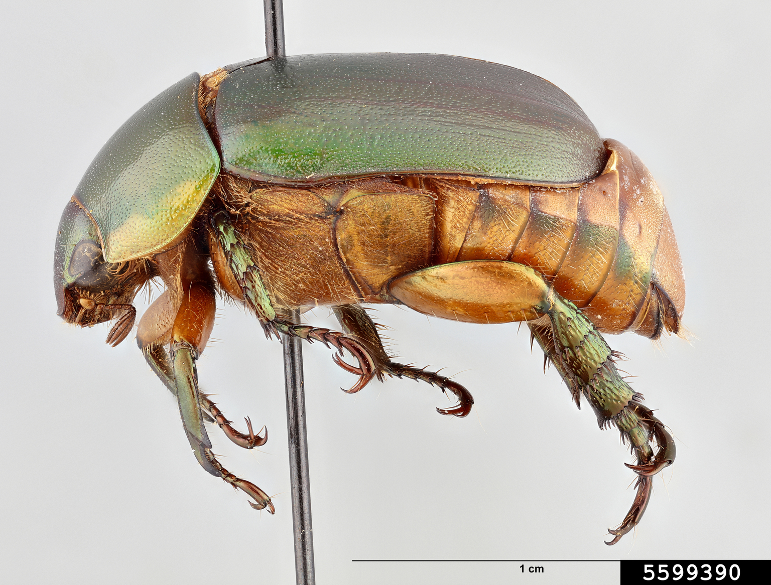 scarab beetle (Anomala anoguttata)