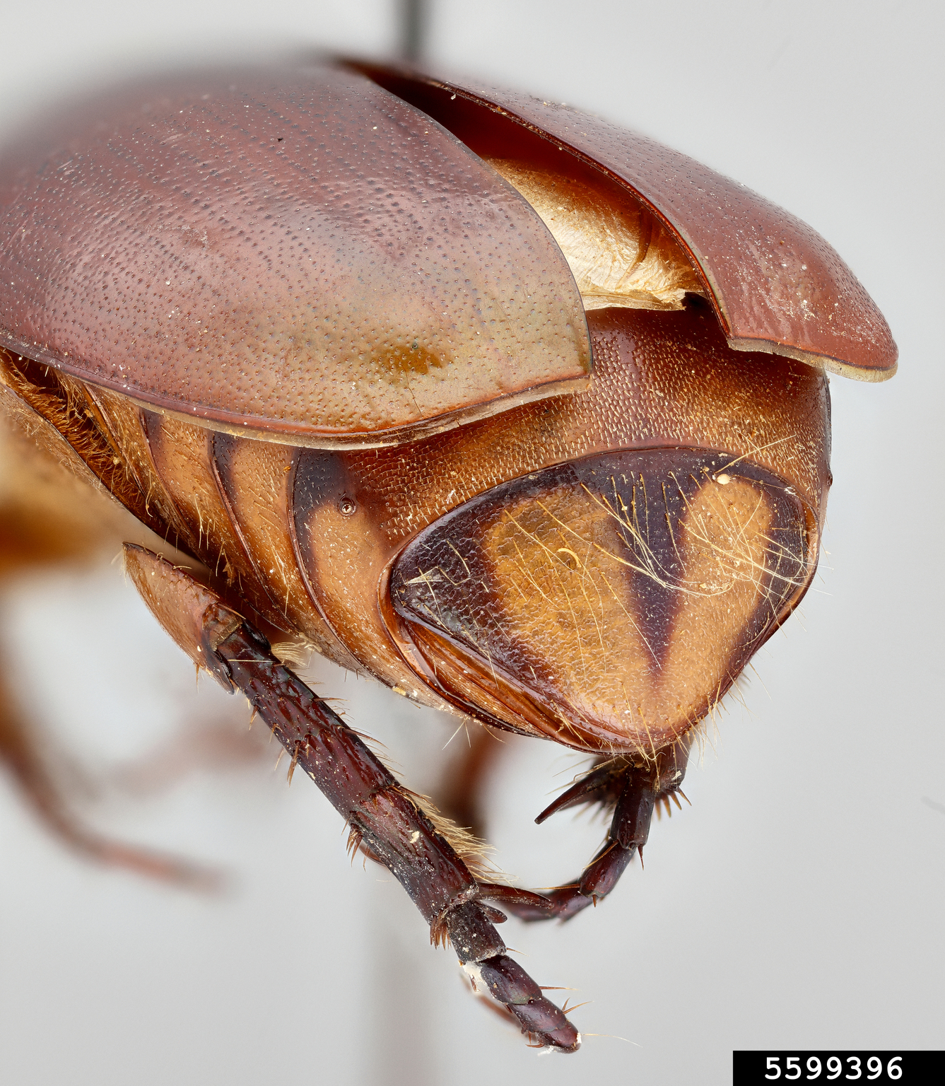 scarab beetle (Anomala anoguttata Burmeister)