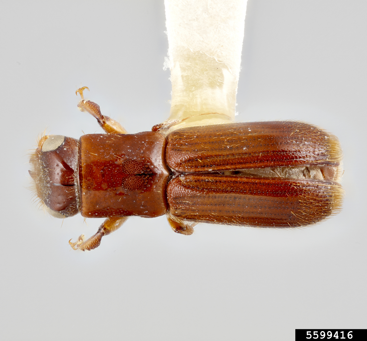 pinhole borer (Platypus curtus)