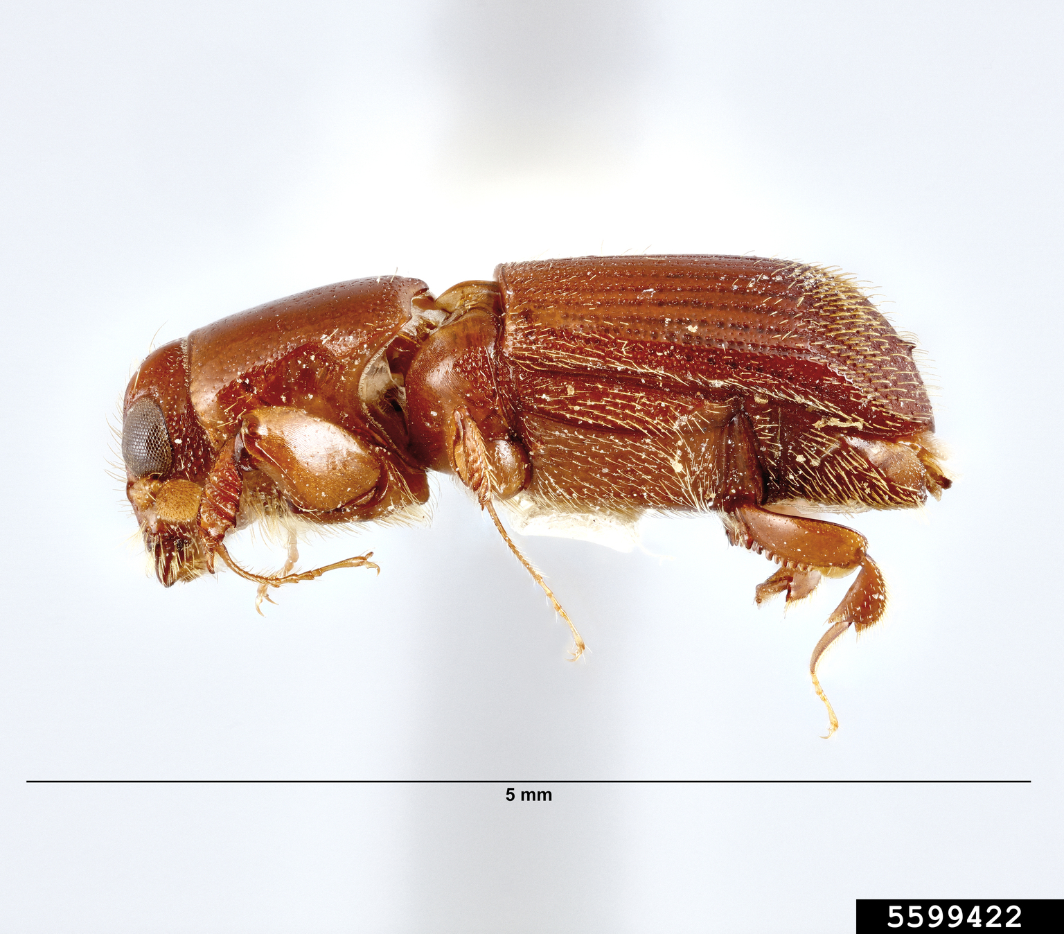 pinhole borer (Platypus curtus)