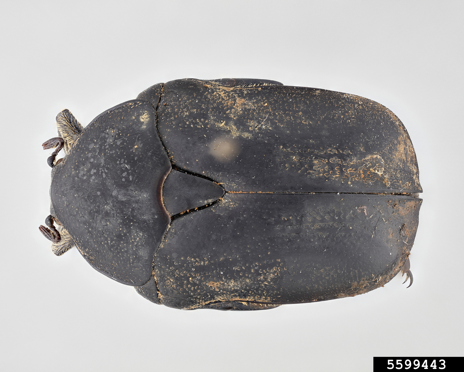 scarab beetle (Protaetia opaca Fabricius)