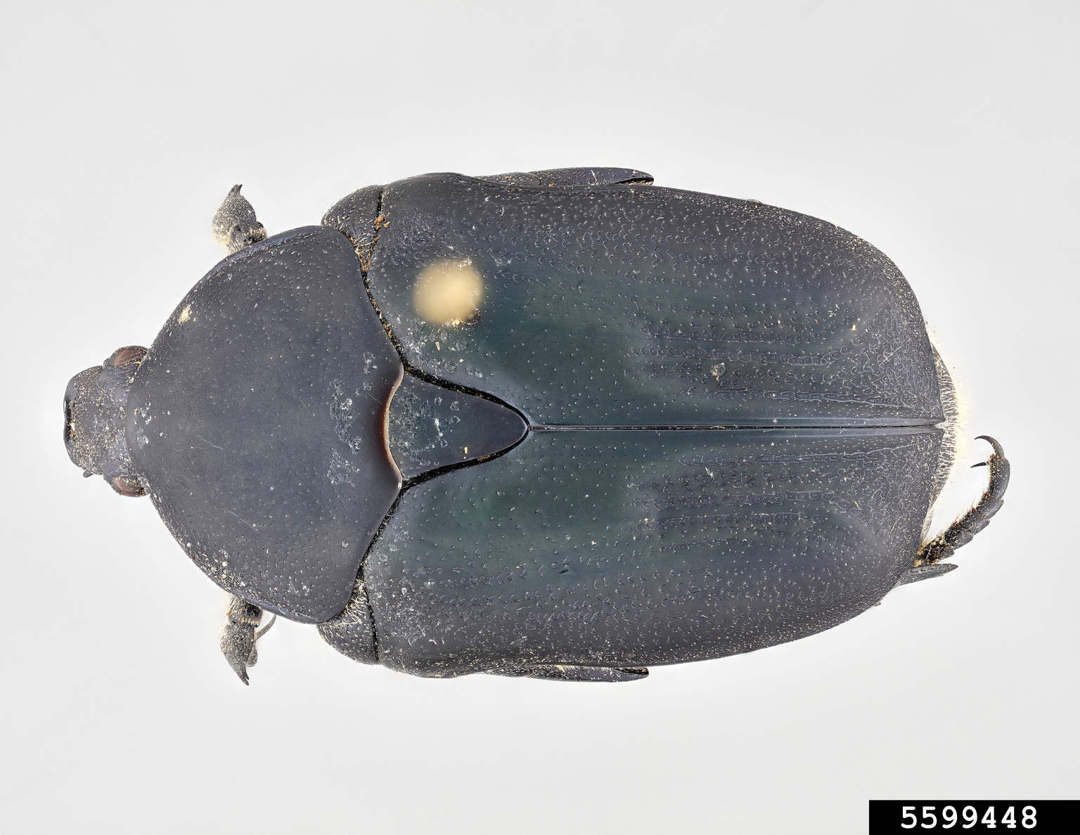 scarab beetle (Protaetia opaca Fabricius)