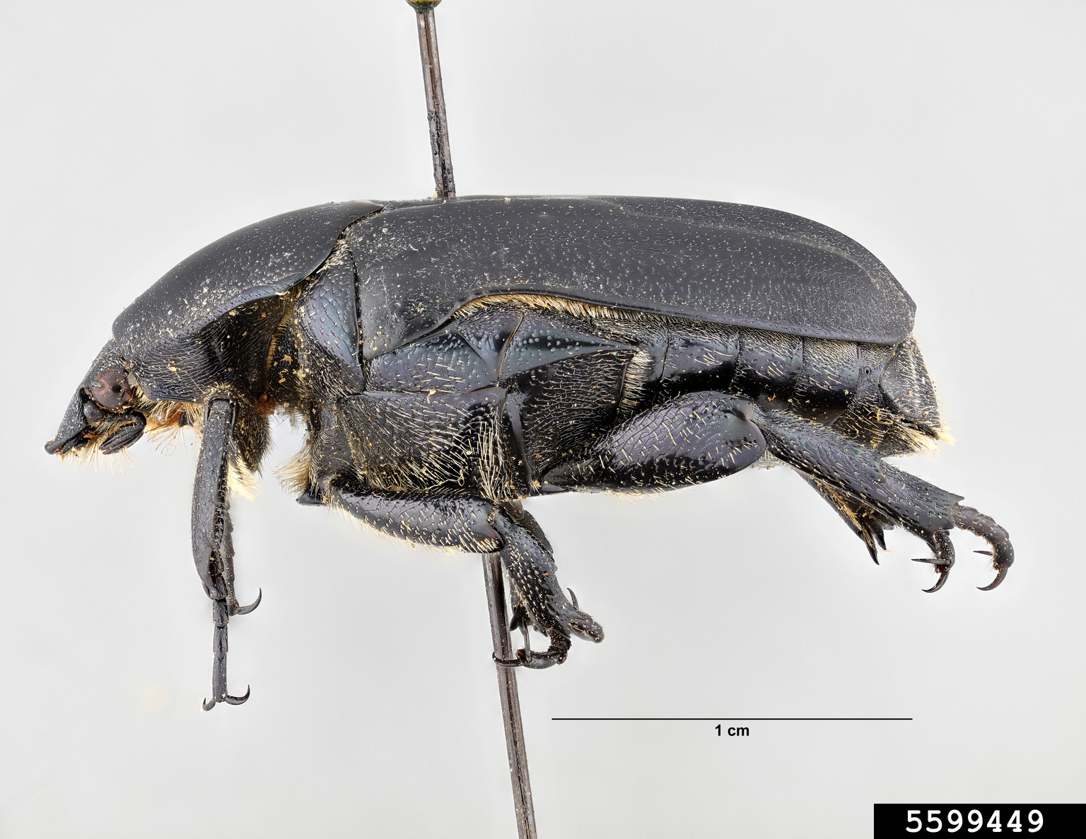 scarab beetle (Protaetia opaca Fabricius)