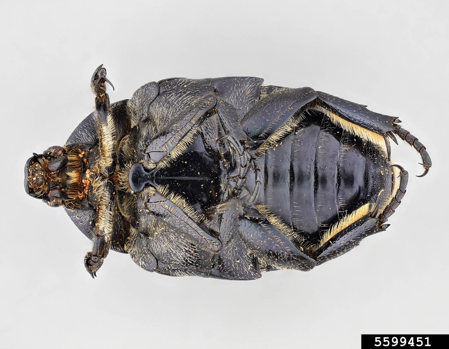 scarab beetle (Protaetia opaca Fabricius)