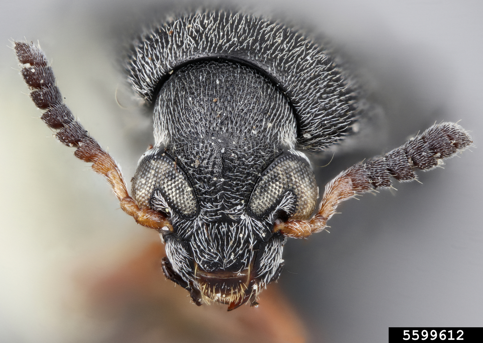 seed beetle (Stator vittatithorax (Pic))