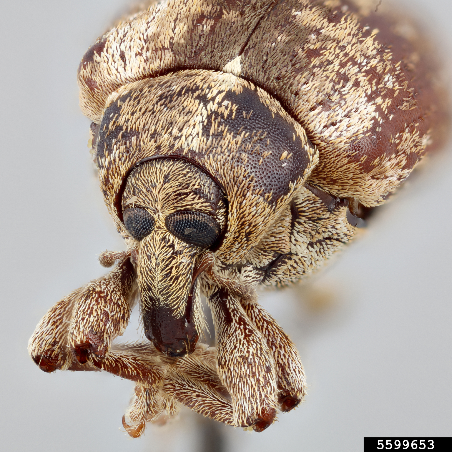 weevil (Isorhinus fuscomaculatus Capiomont)