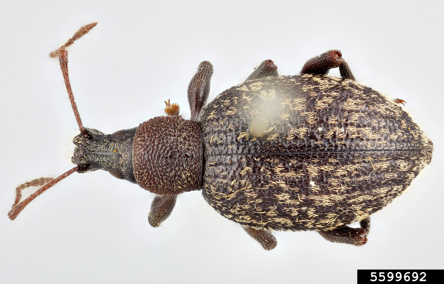broad-nosed weevil (Otiorhynchus aurifer)