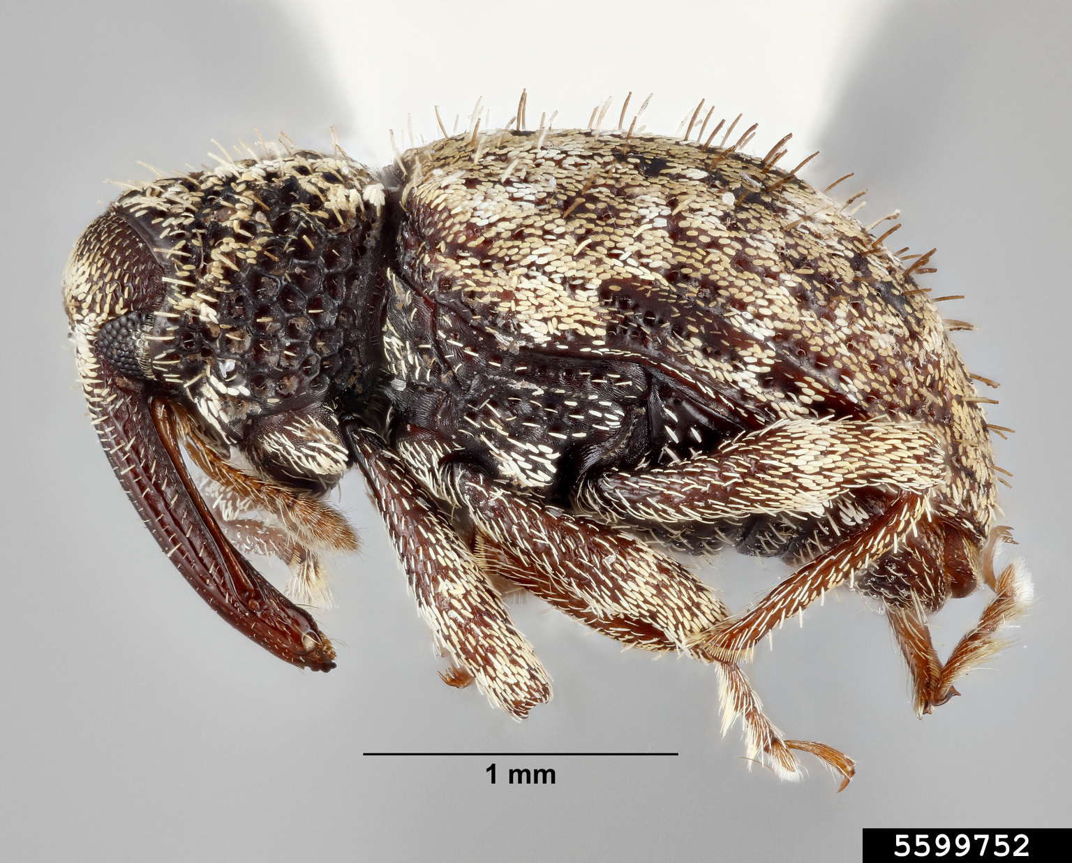 weevil (Conotrachelus ecarinatus)