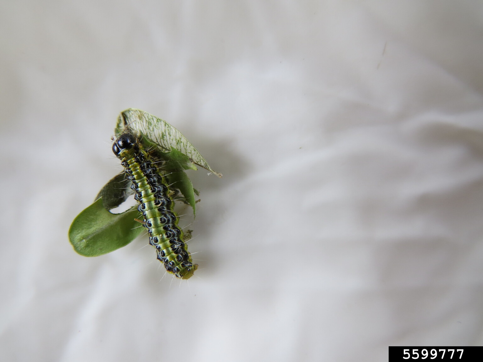 box tree moth (Cydalima perspectalis ) on American boxwood (Buxus ...