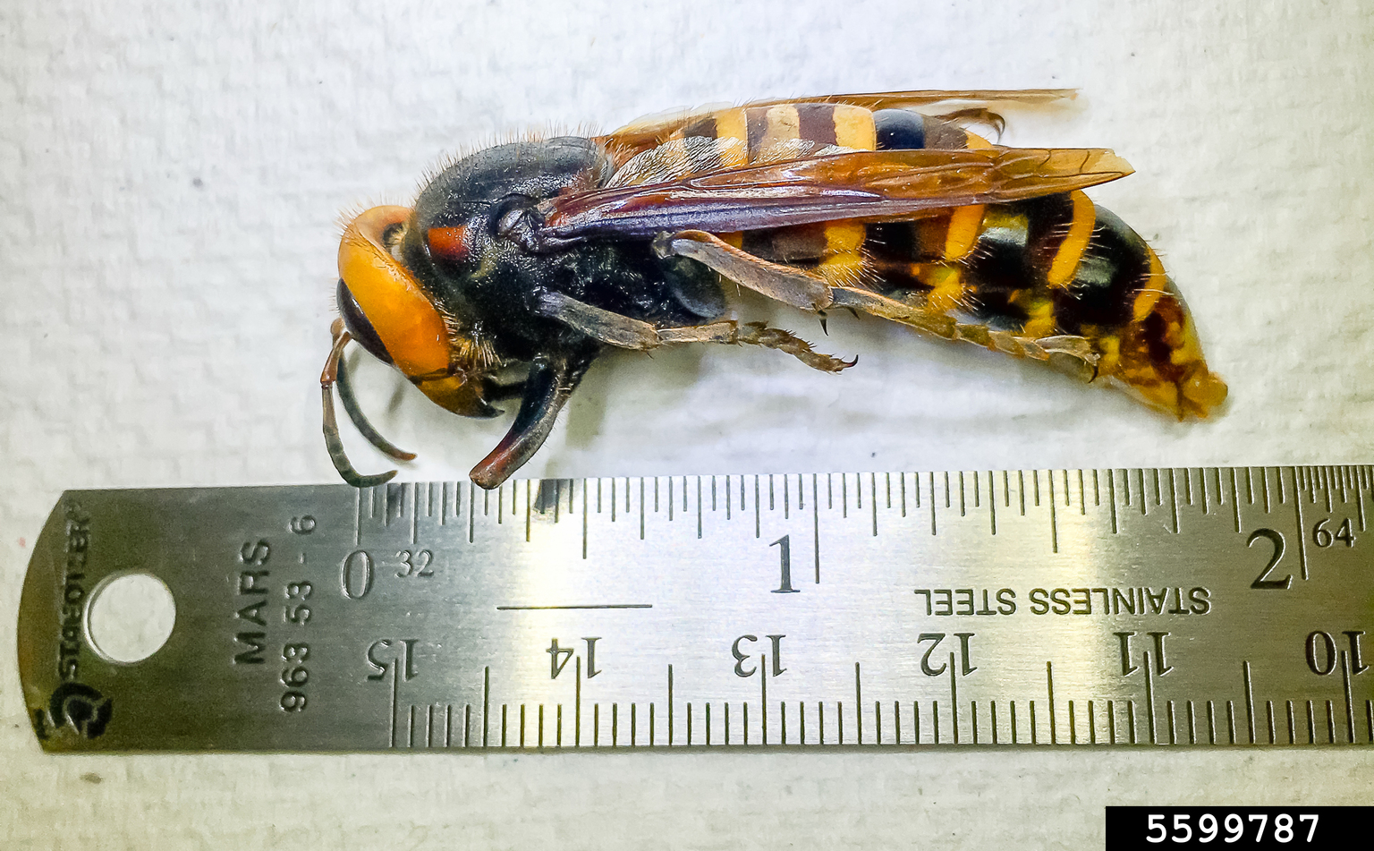 northern giant hornet (formerly Asian giant hornet) (Vespa mandarinia ...