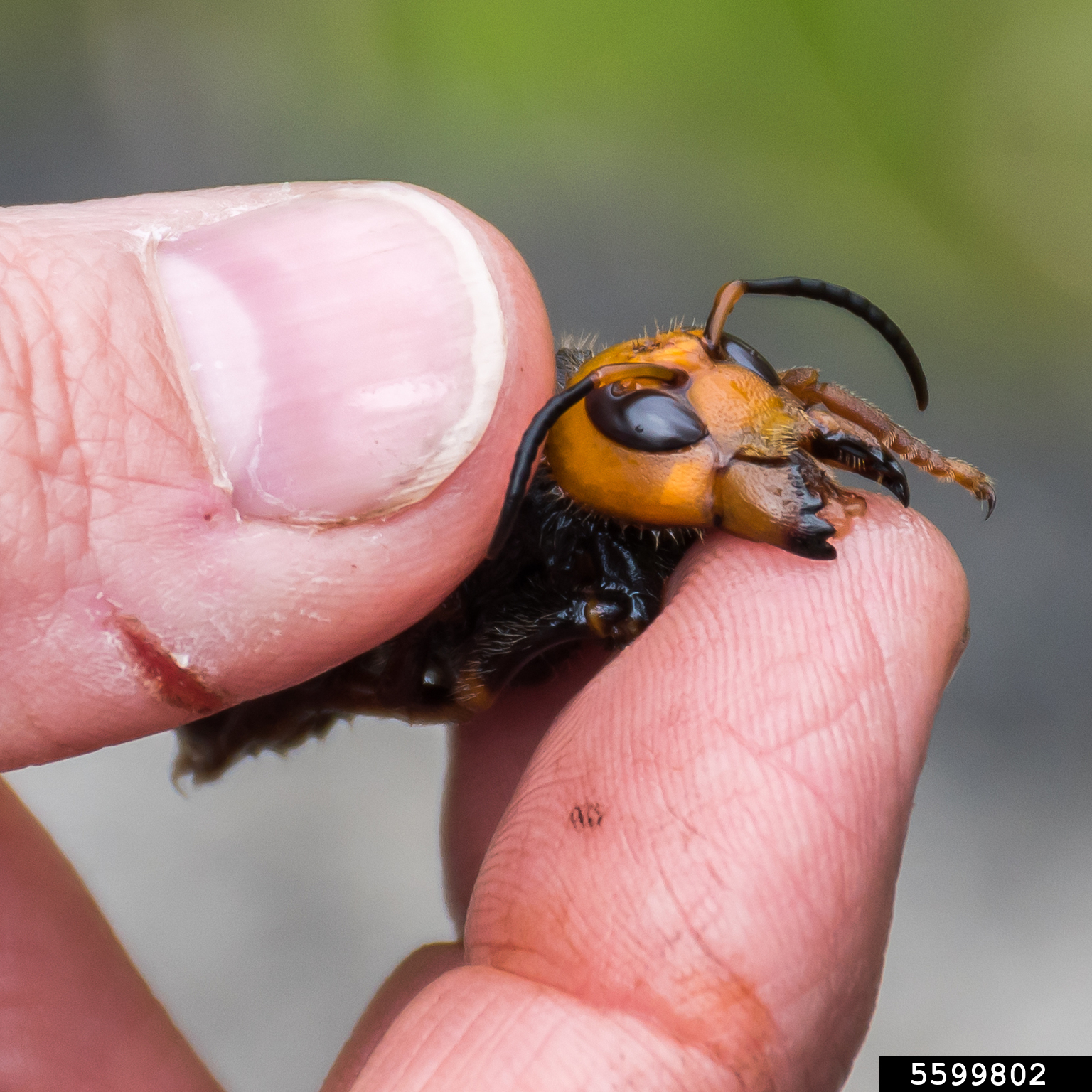 northern giant hornet (formerly Asian giant hornet) (Vespa mandarinia ...