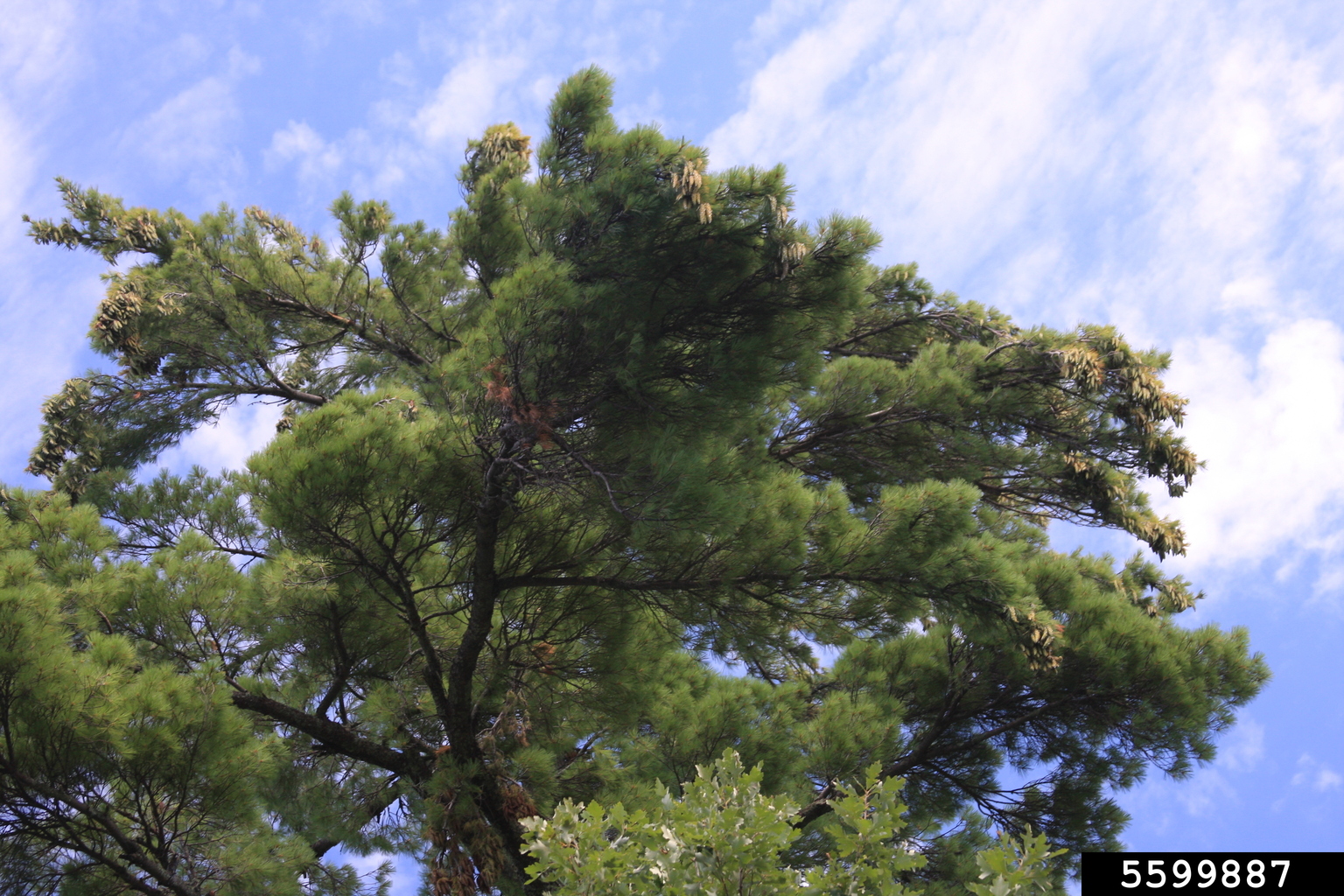 eastern white pine (Pinus strobus)