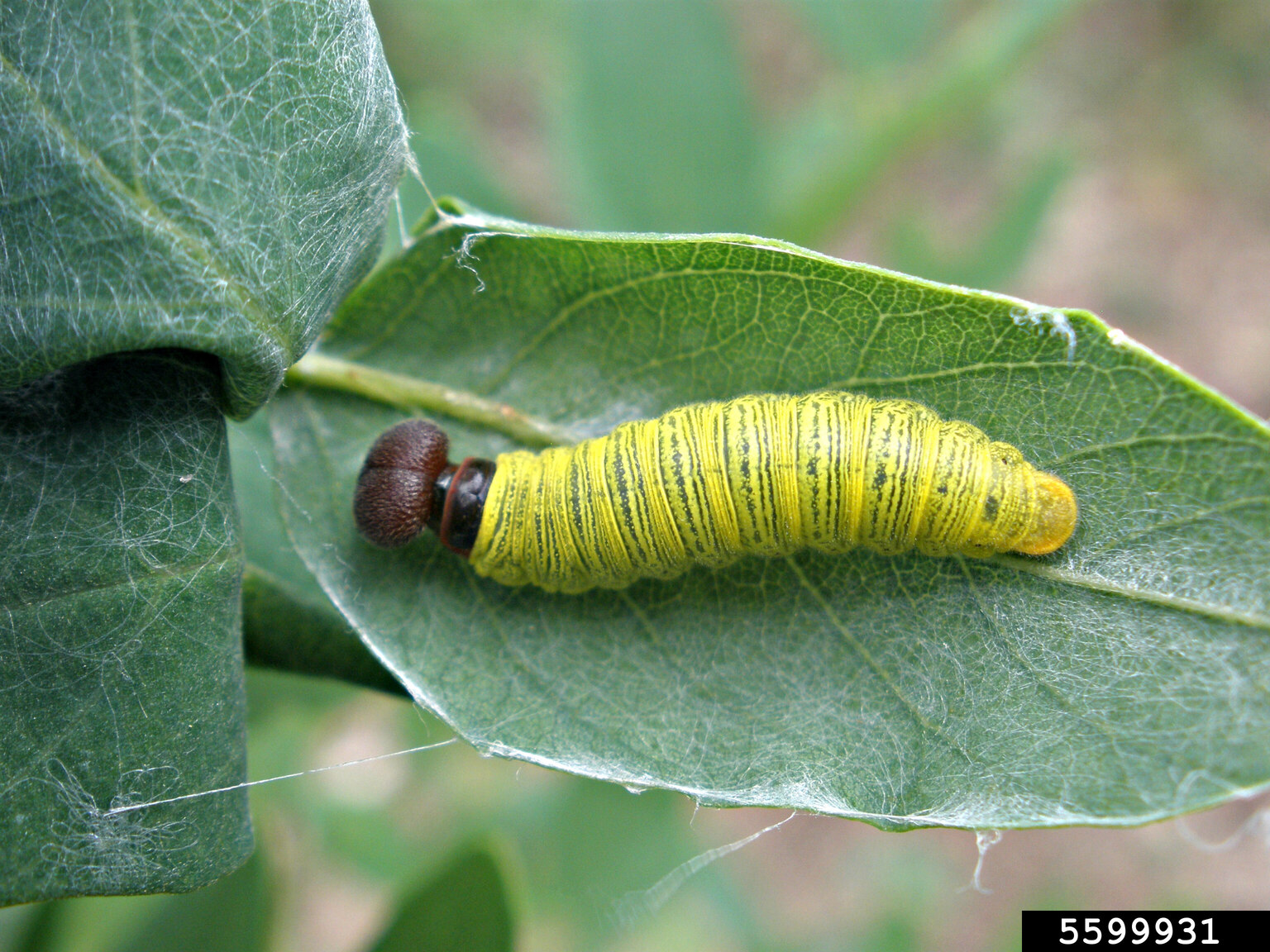 silverspotted skipper (Epargyreus clarus (Cramer))