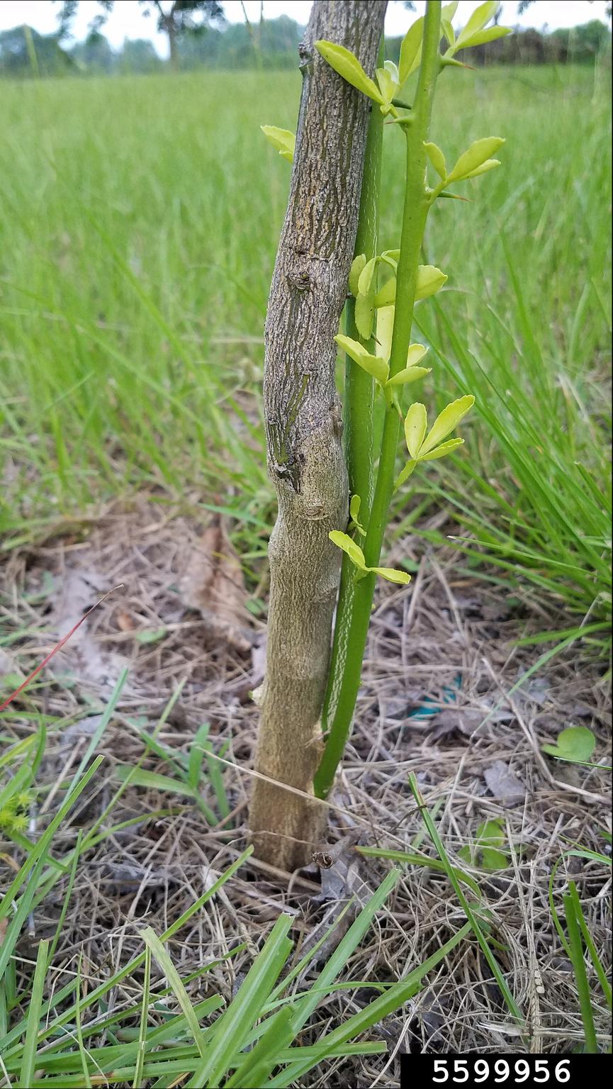 trifoliate orange (Citrus trifoliata (L.) Raf.)