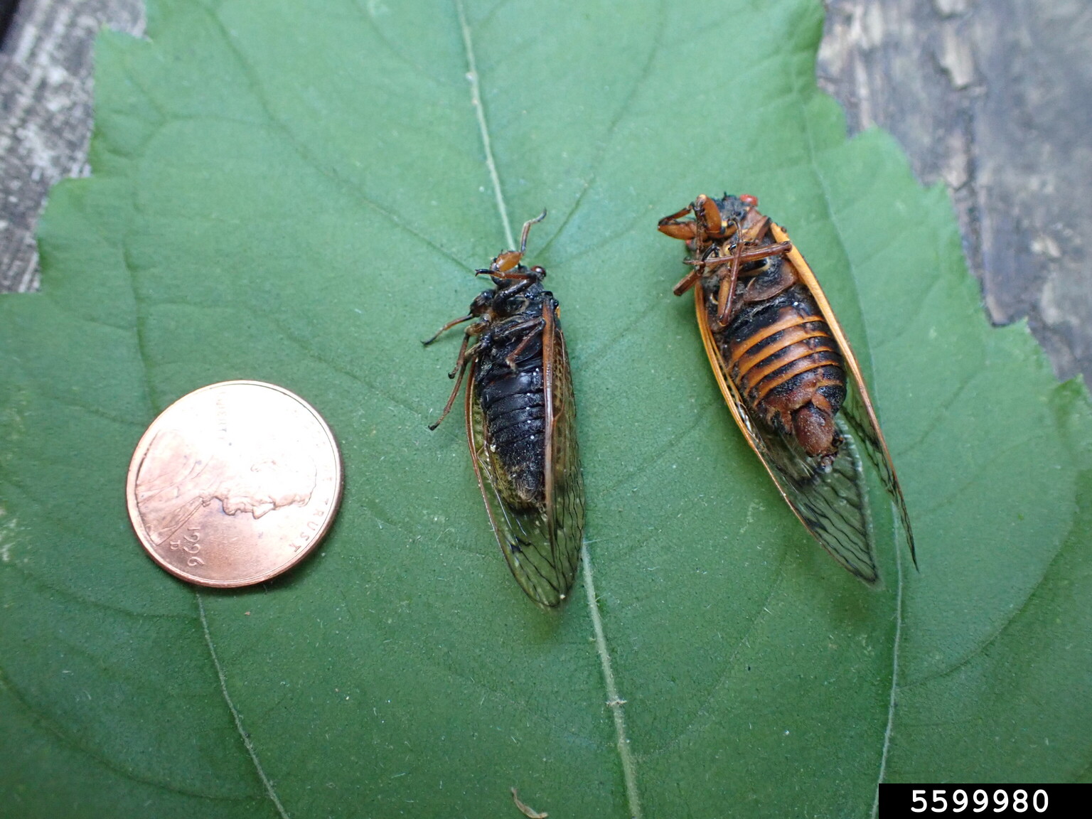Cassin's periodical cicada (Magicicada cassinii)