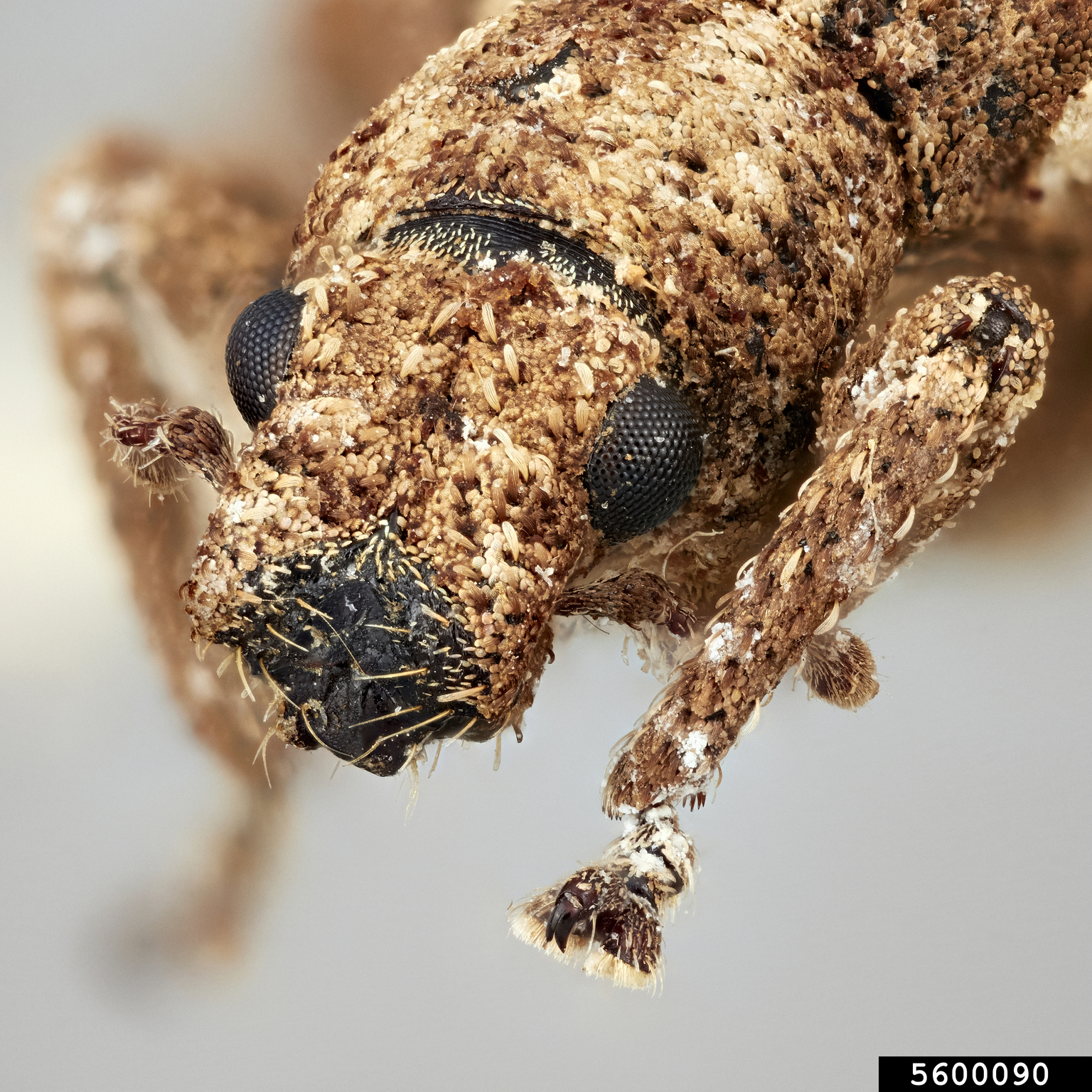 Rough Sweetpotato Weevil (Blosyrus asellus (Olivier, 1807))