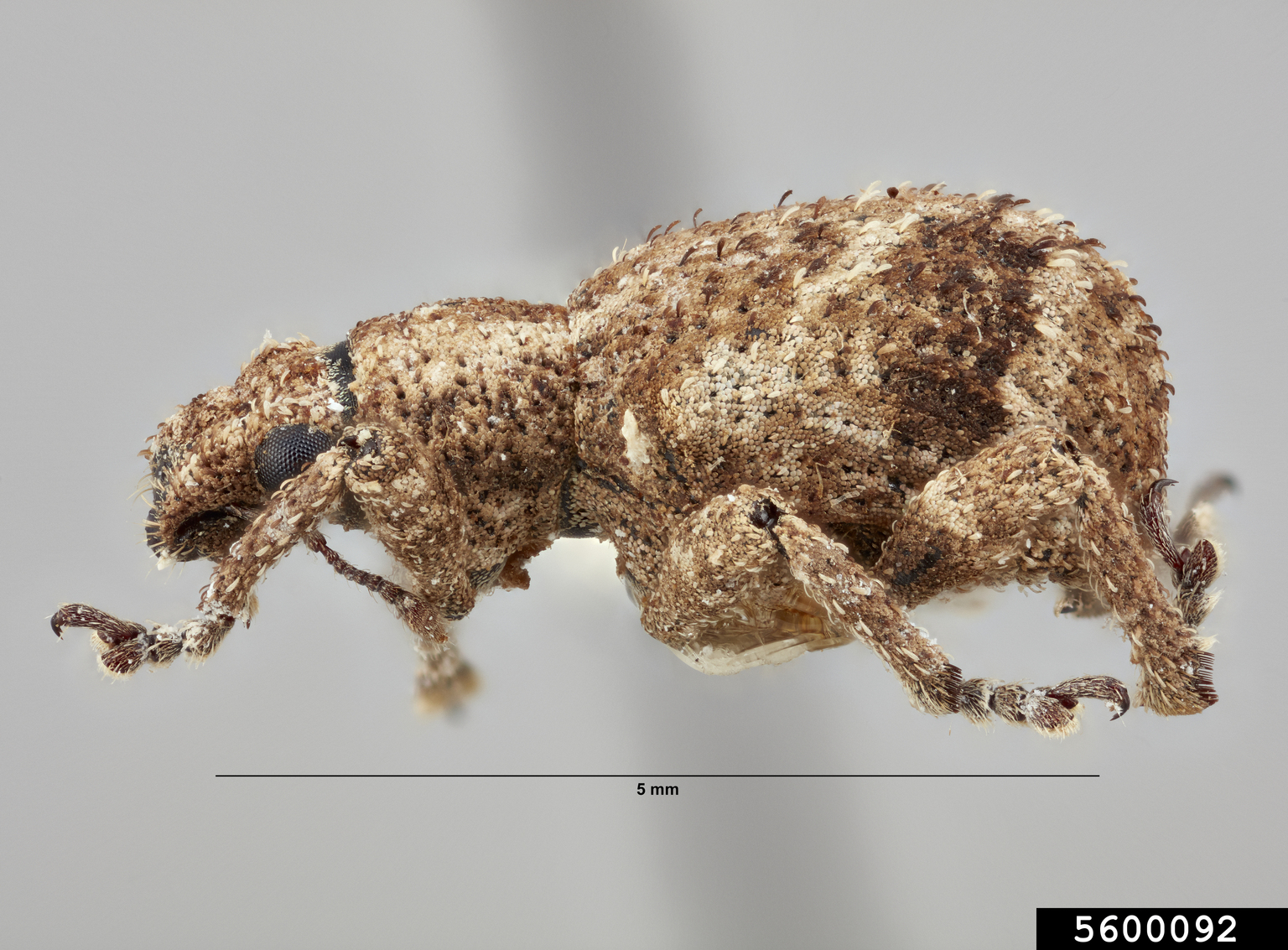 Rough Sweetpotato Weevil (Blosyrus asellus (Olivier, 1807))
