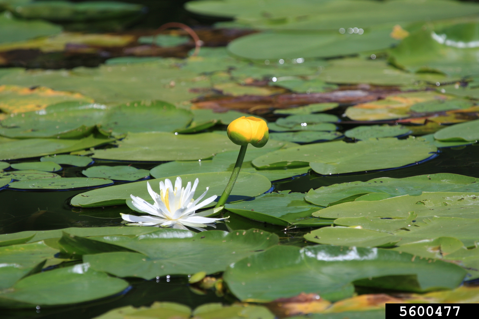water lilies (Family Nymphaeaceae)