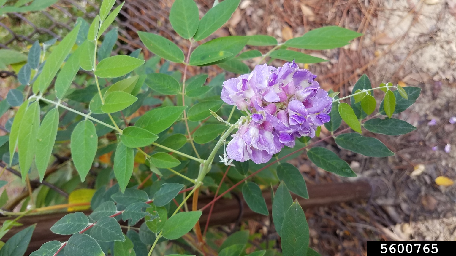 American wisteria (Wisteria frutescens)