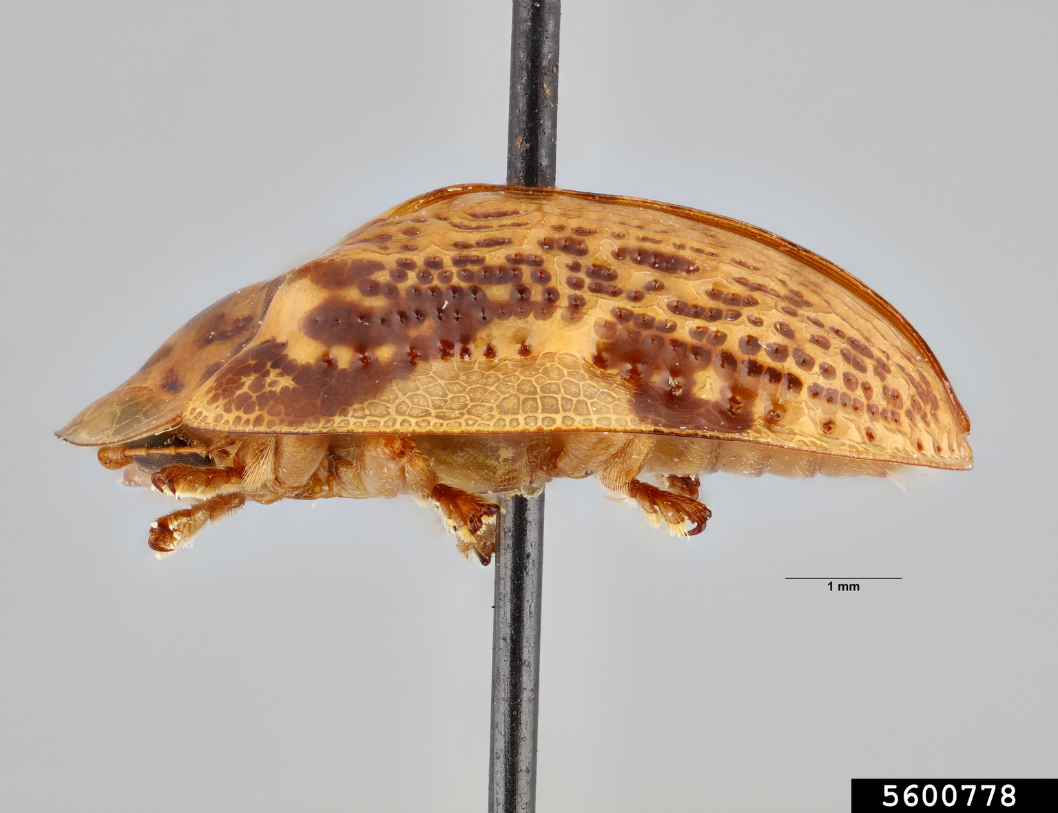 tortoise beetle (Microctenochira hectica (Boheman))