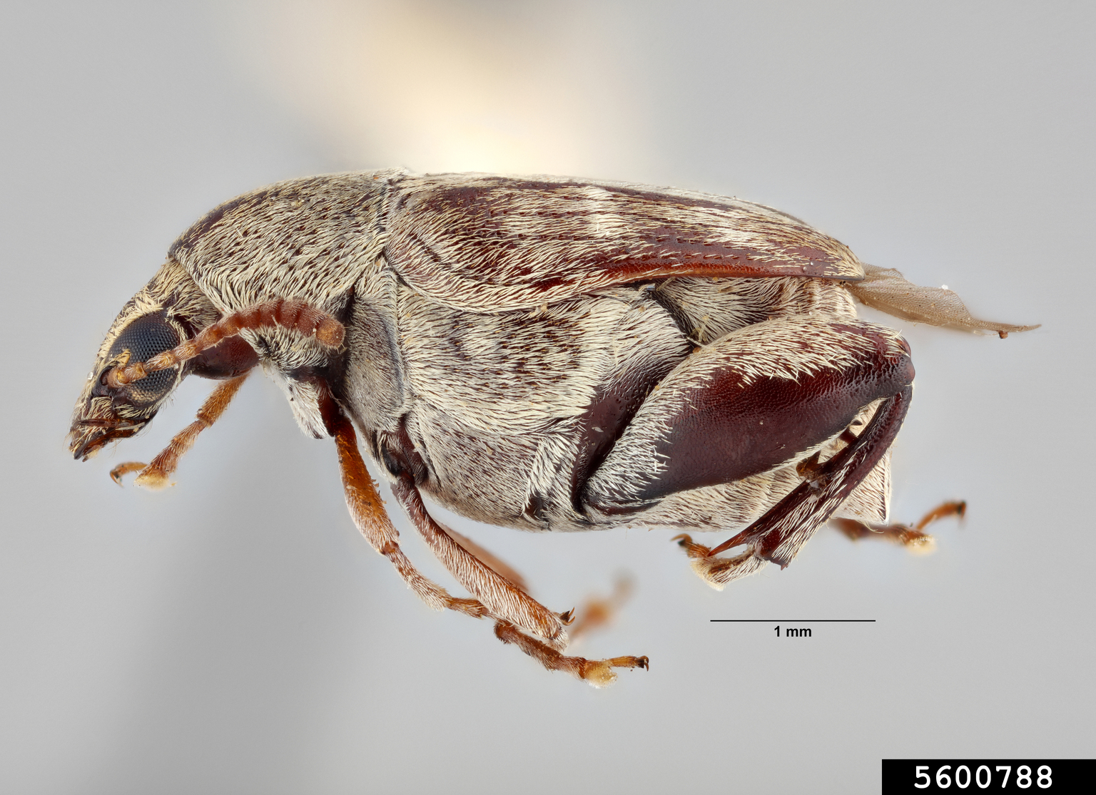 Bean weevil (Merobruchus columbinus (Sharp))