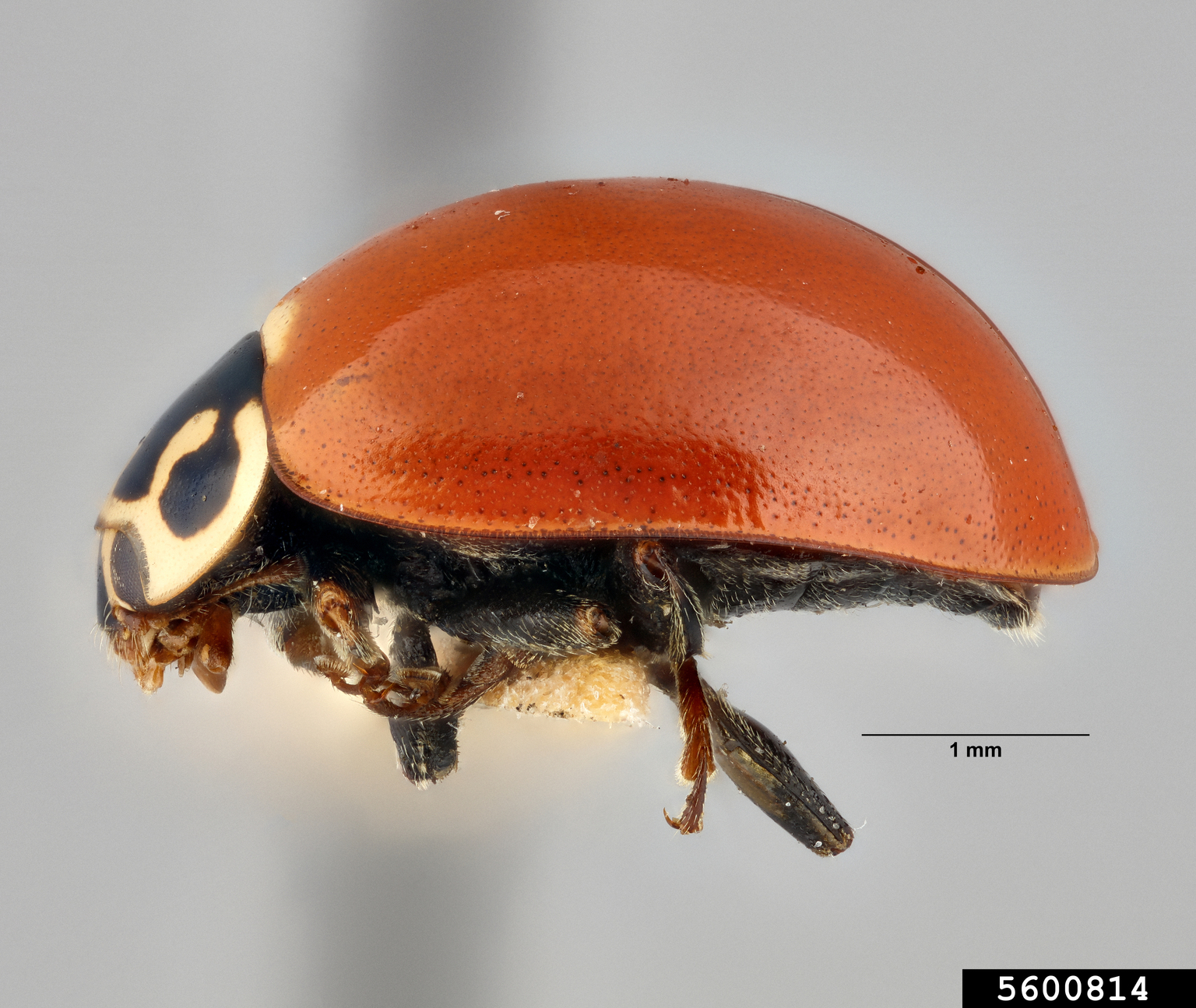 red lady beetle (Cycloneda munda (Say, 1835))