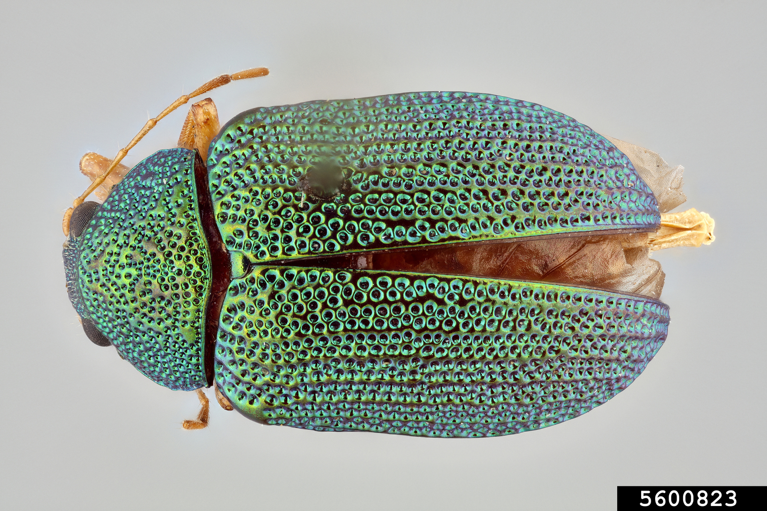 leaf beetle (Colaspis prasina Lefevre)