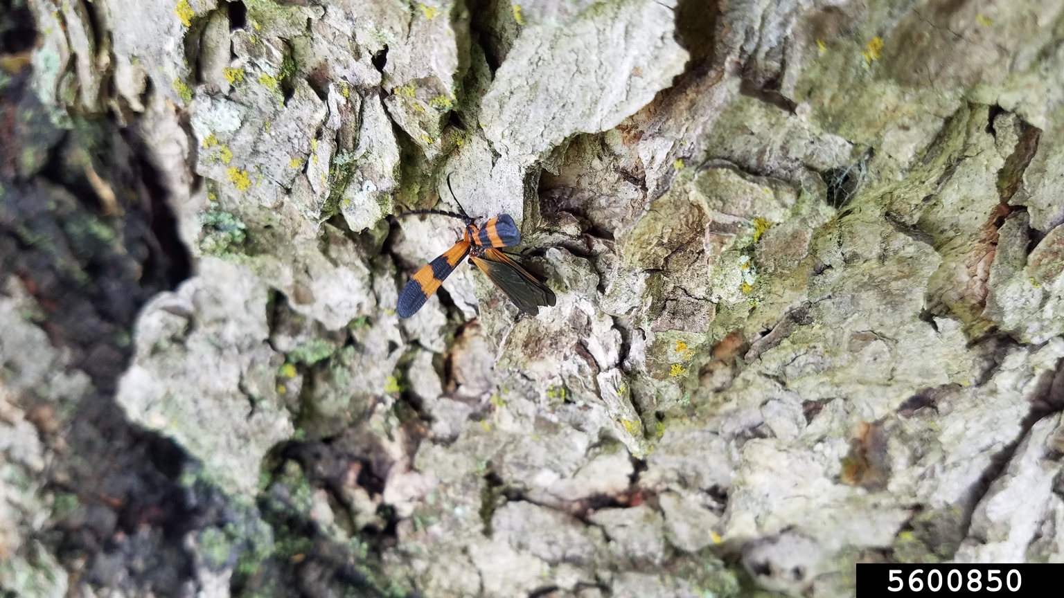 banded net-winged beetle, Calopteron discrepans (Coleoptera: Lycidae ...