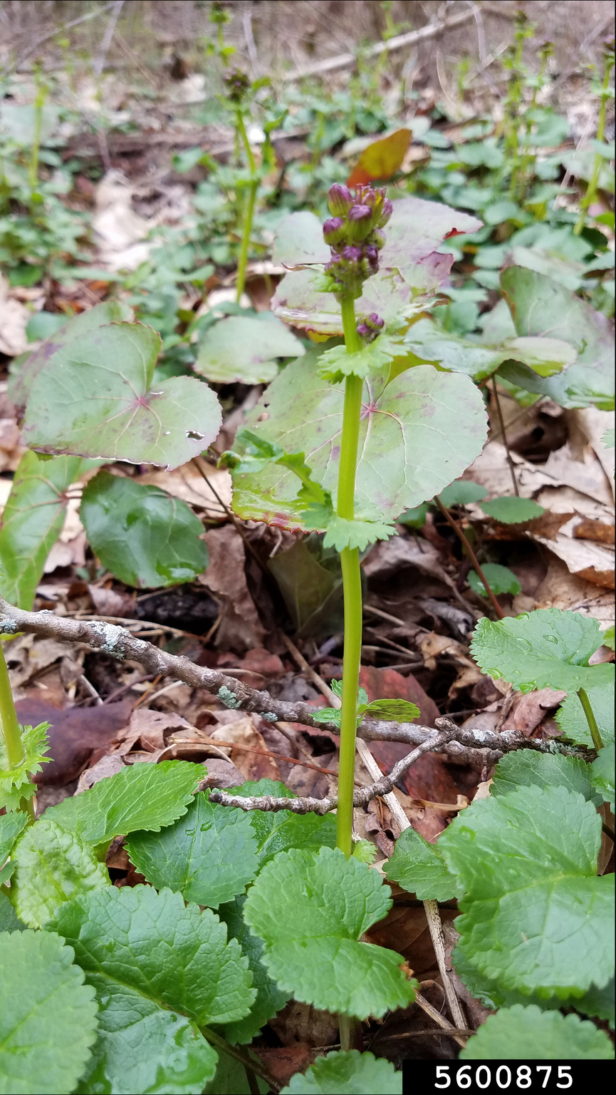 cressleaf groundsel (Packera glabella (Poir) C. Jeffrey)