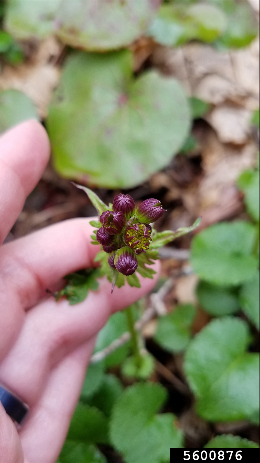 cressleaf groundsel (Packera glabella (Poir) C. Jeffrey)