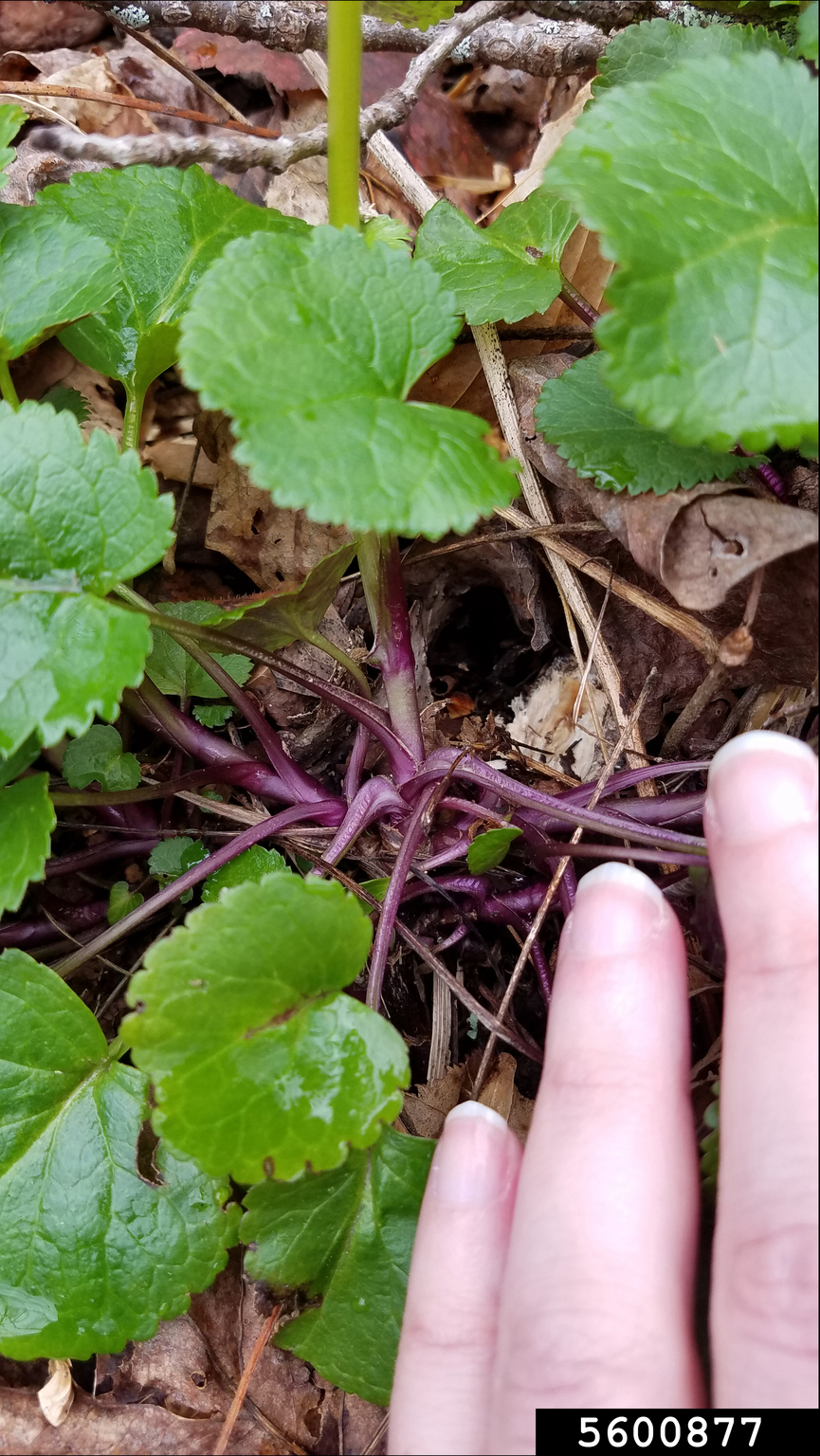 cressleaf groundsel (Packera glabella)