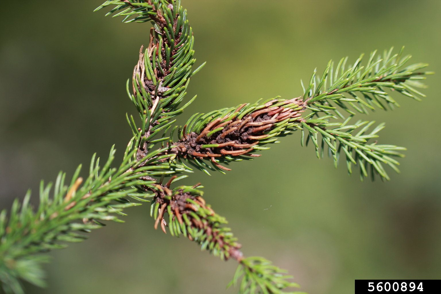 pine leaf adelgid (Pineus pinifoliae)