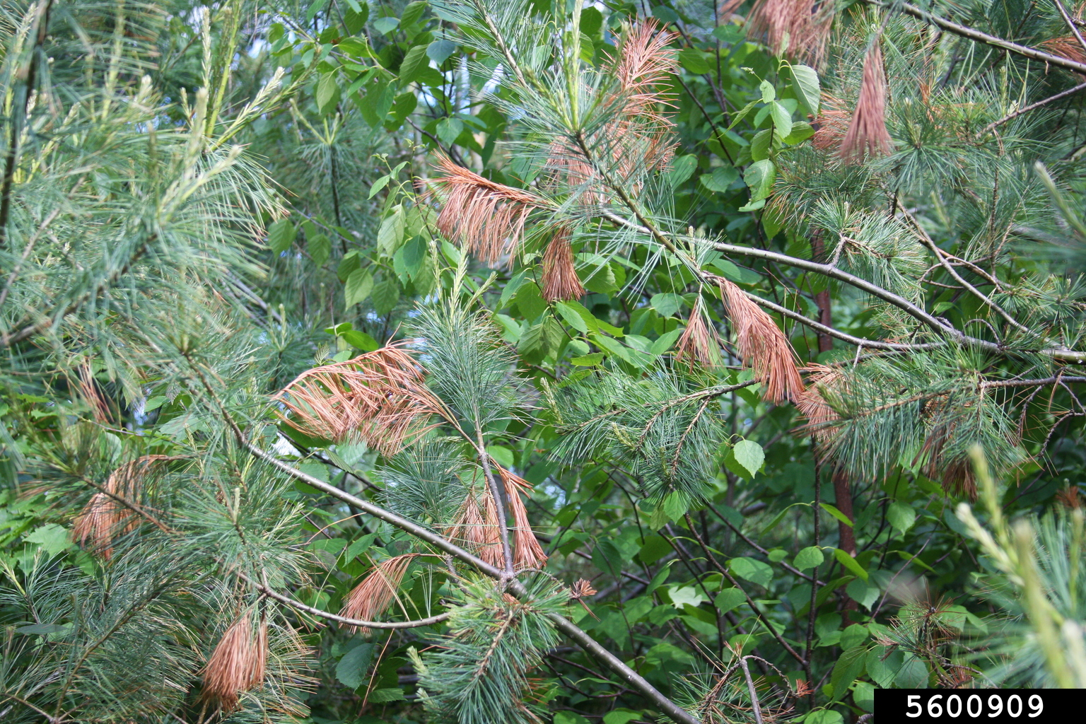 pine leaf adelgid (Pineus pinifoliae (Fitch, 1858))