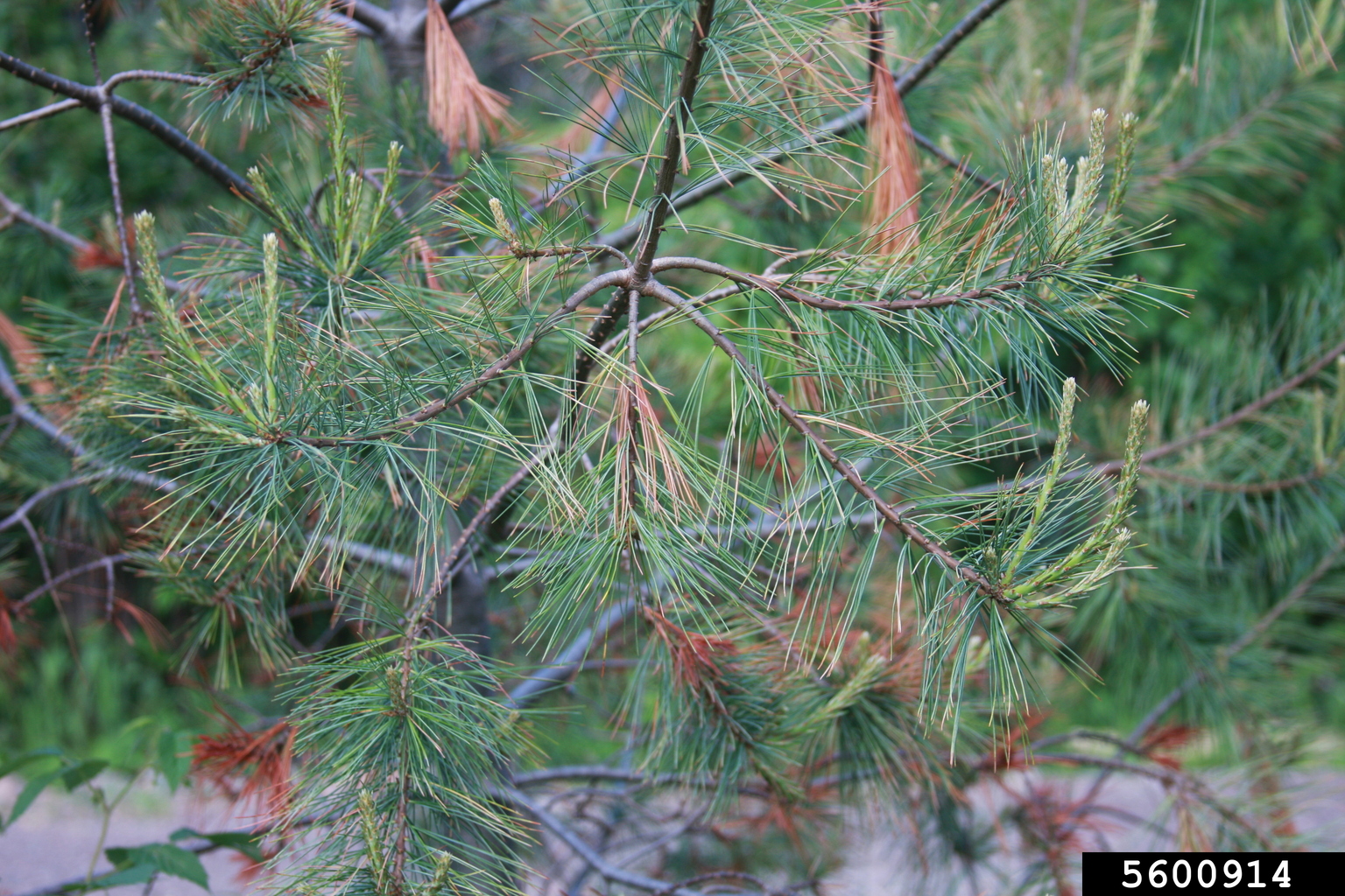 pine leaf adelgid (Pineus pinifoliae (Fitch, 1858))