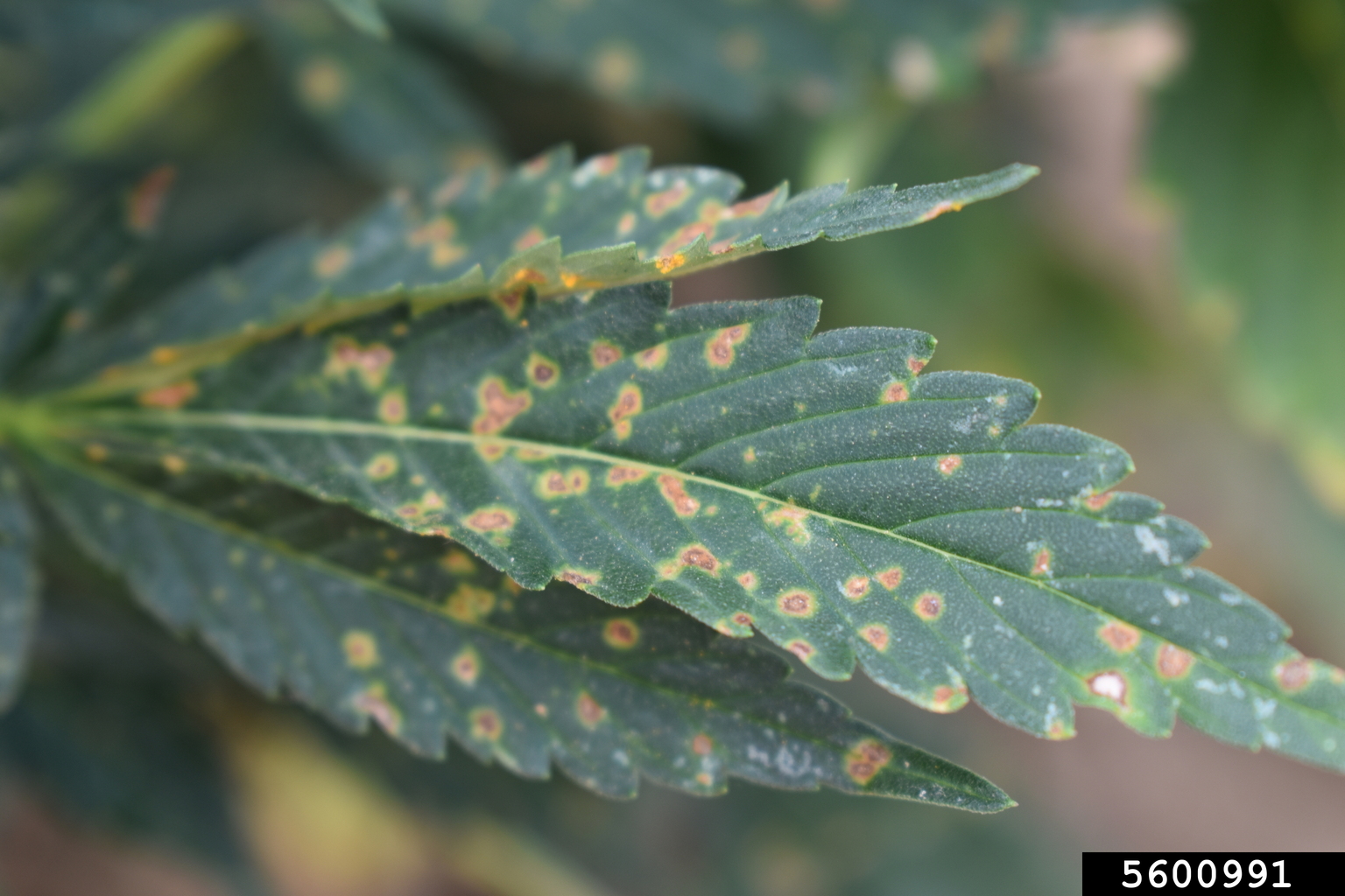 rust of hemp (Uredo kriegeriana Syd. & P. Syd.)