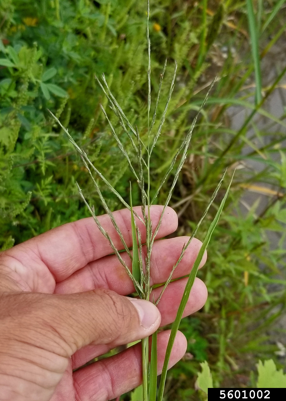 bearded sprangletop, Leptochloa fusca ssp. fascicularis (Cyperales ...