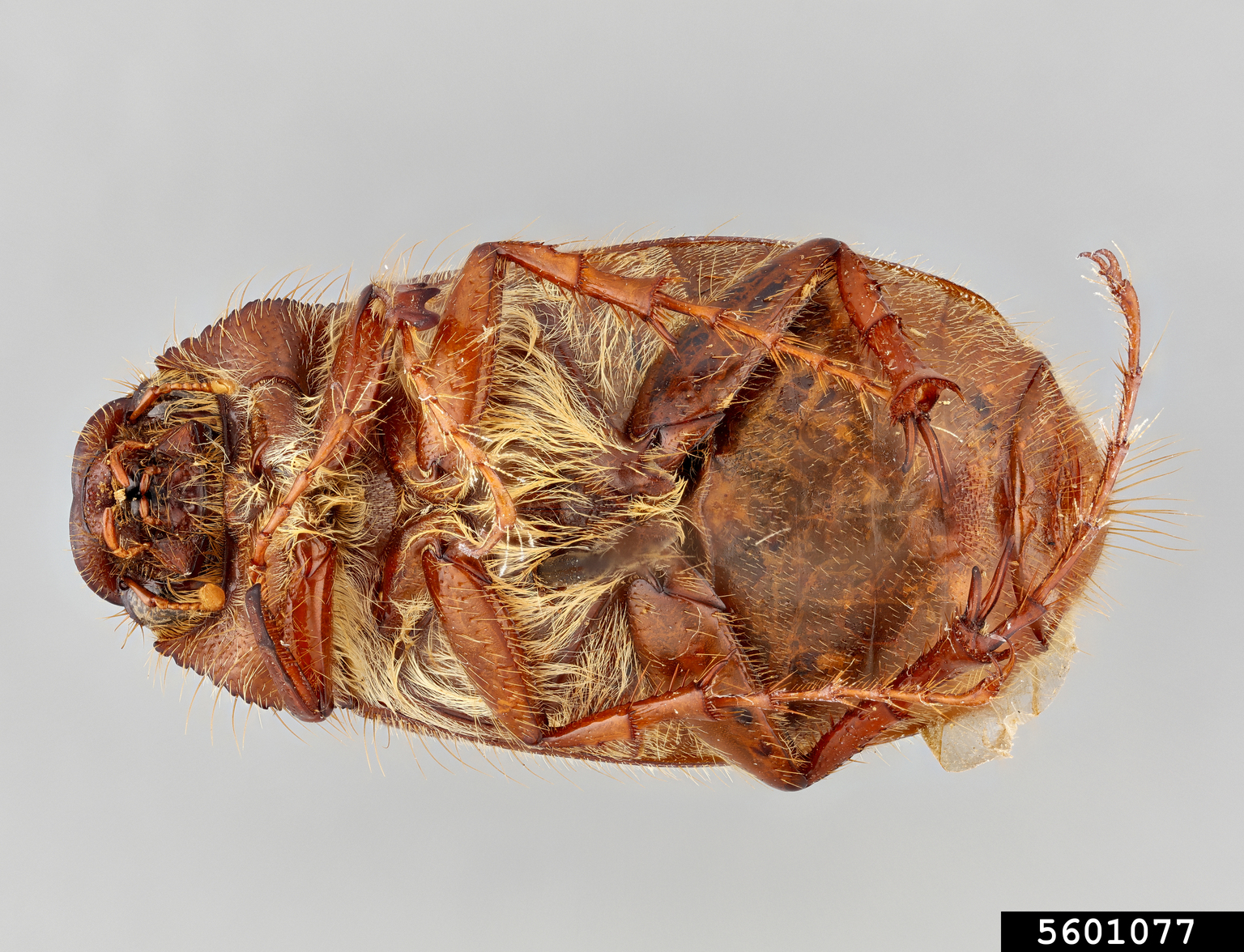 may beetle (Phyllophaga vetula (Horn))