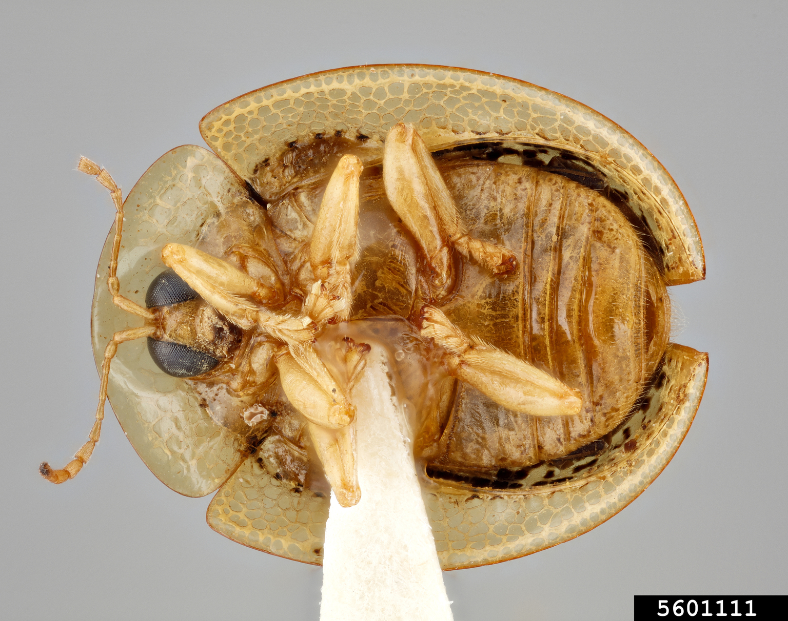 tortoise beetle (Microctenochira hieroglyphica (Boheman))