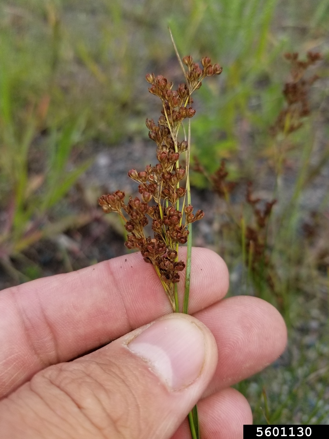roundfruit rush (Juncus compressus Jacq.)