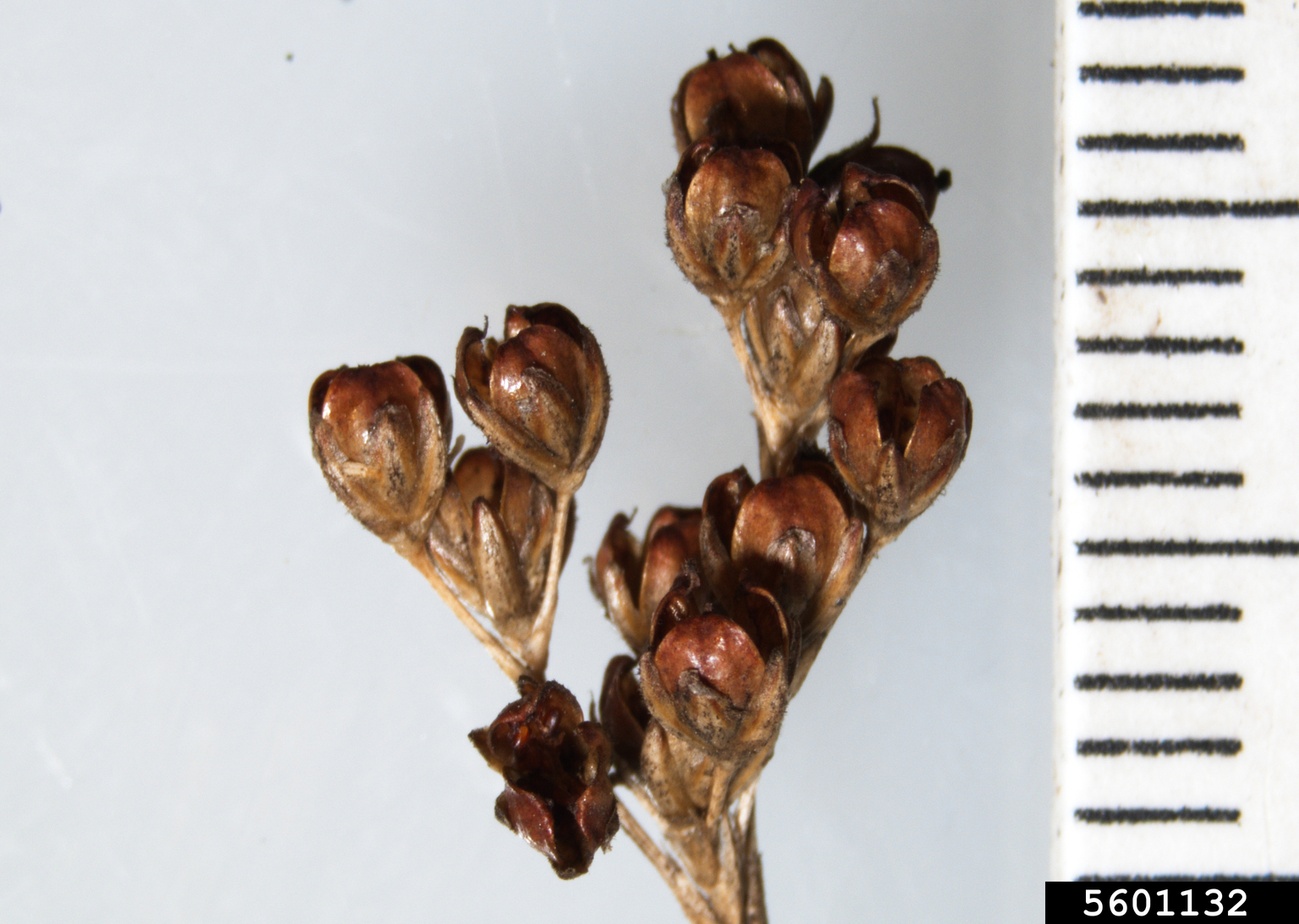 roundfruit rush (Juncus compressus)