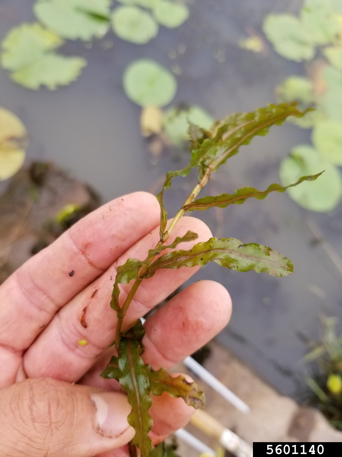 curly leaf pondweed (Potamogeton crispus)