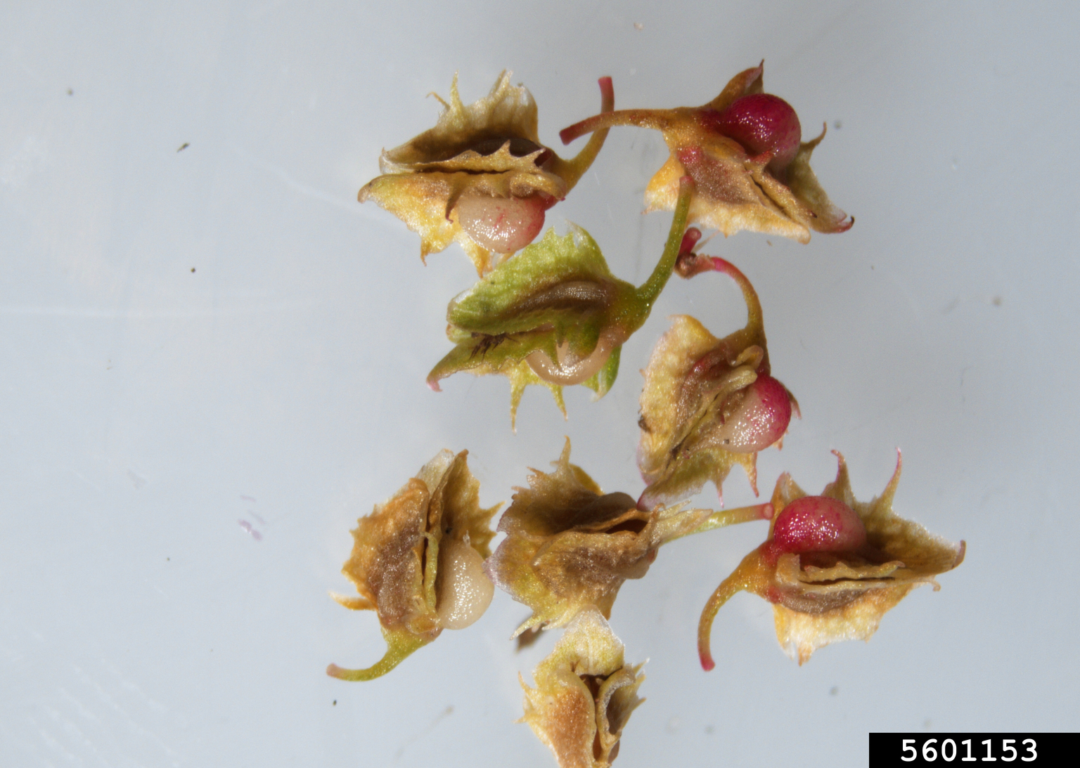 broadleaf dock (Rumex obtusifolius)