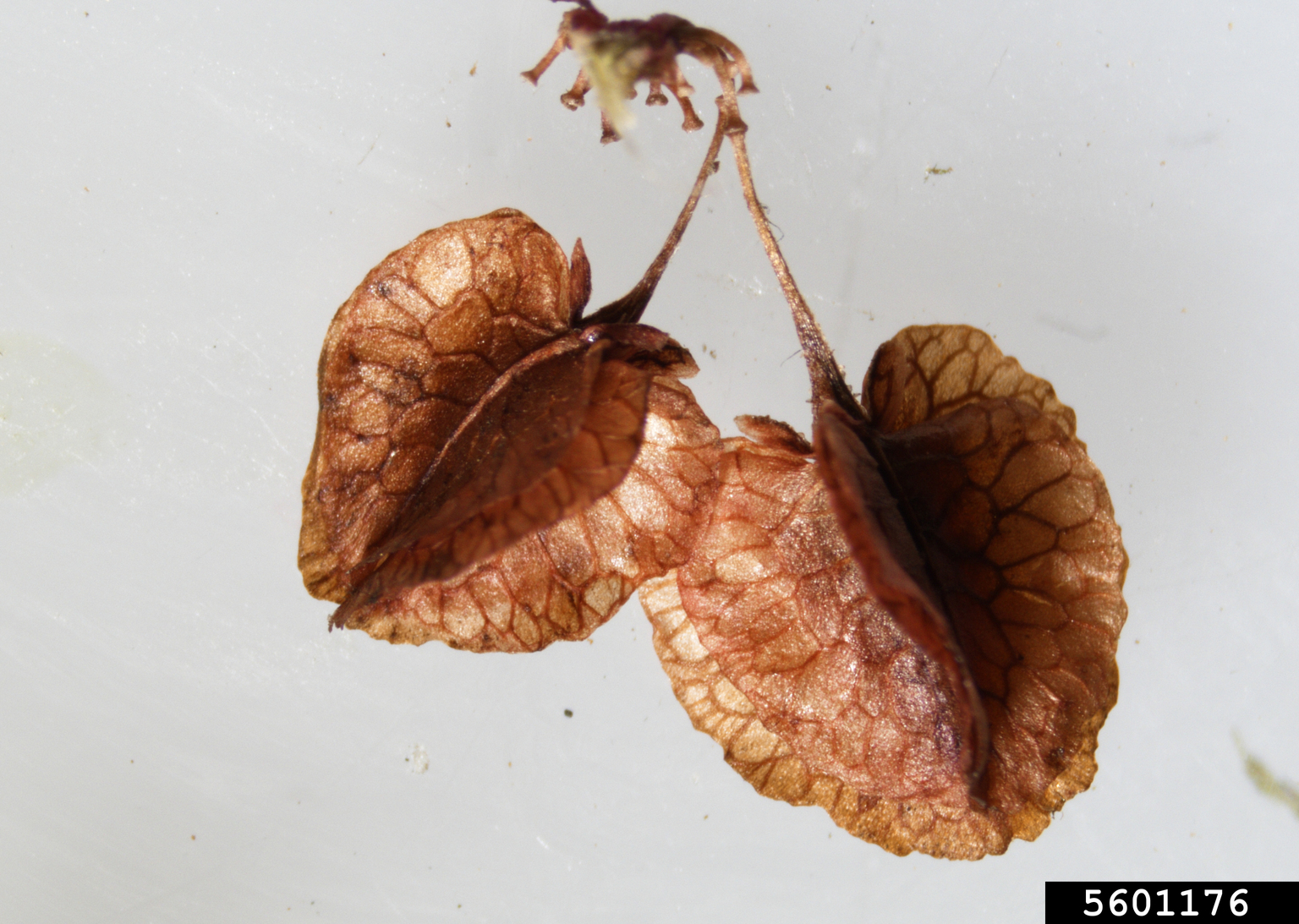 longleaf dock (Rumex longifolius)