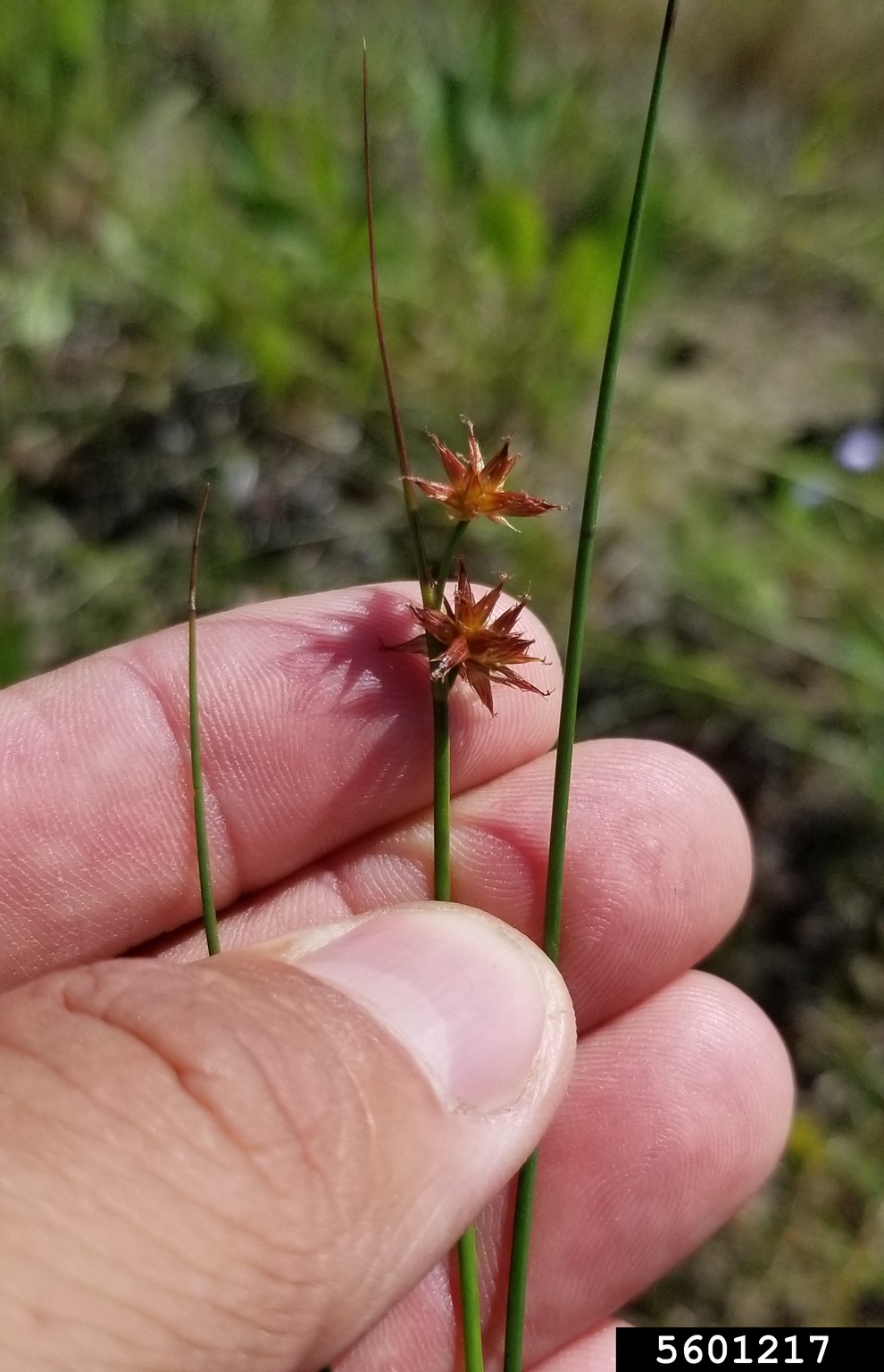 Juncus Nodosus